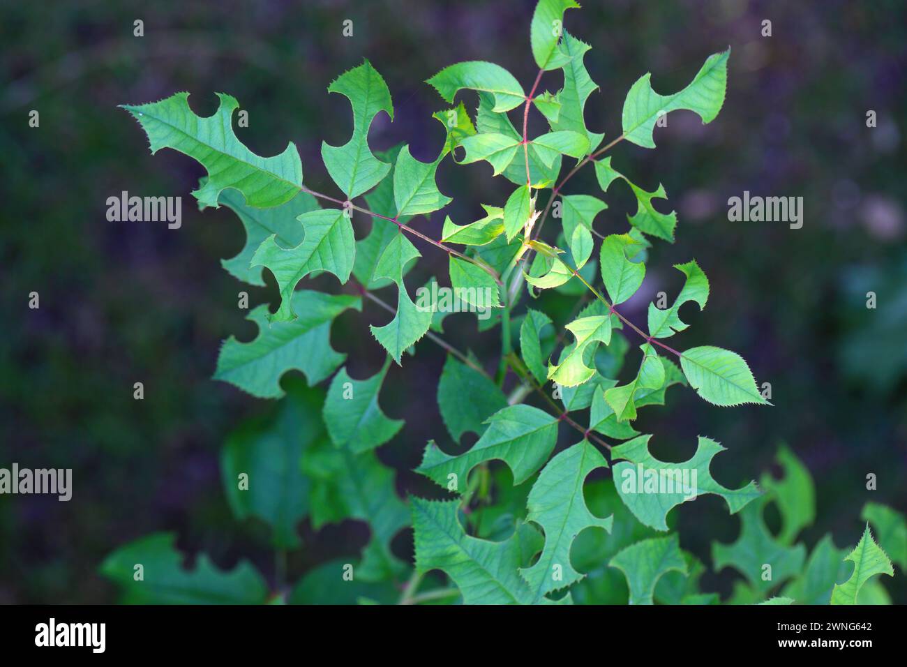 Round notches cut from rose leaves by a leaf cutter bee Megachile ...
