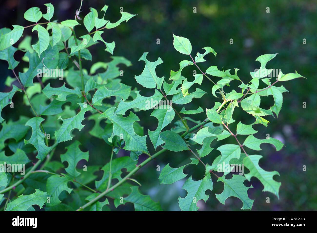 Round notches cut from rose leaves by a leaf cutter bee Megachile ...
