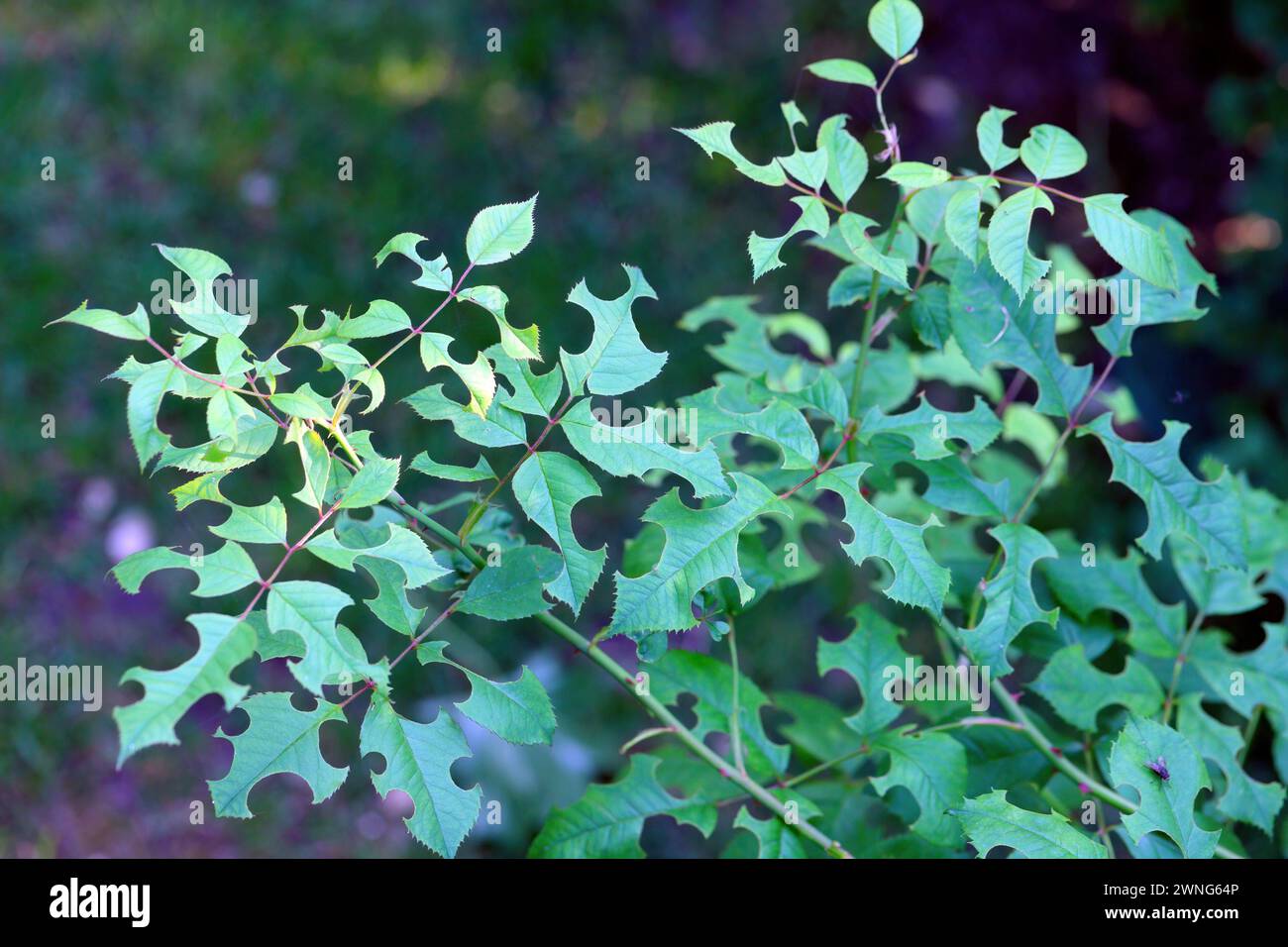 Round notches cut from rose leaves by a leaf cutter bee Megachile ...
