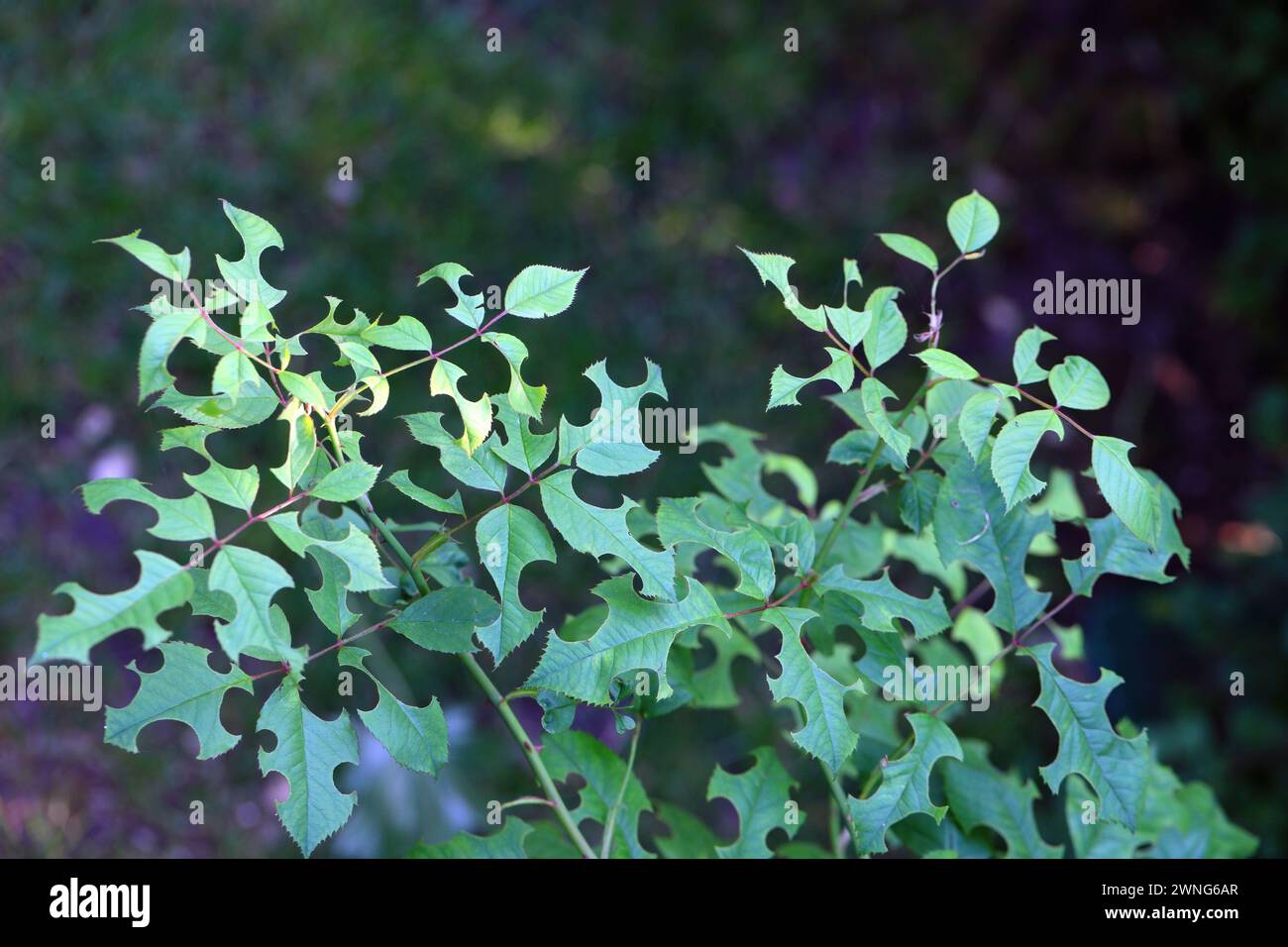 Round notches cut from rose leaves by a leaf cutter bee Megachile ...