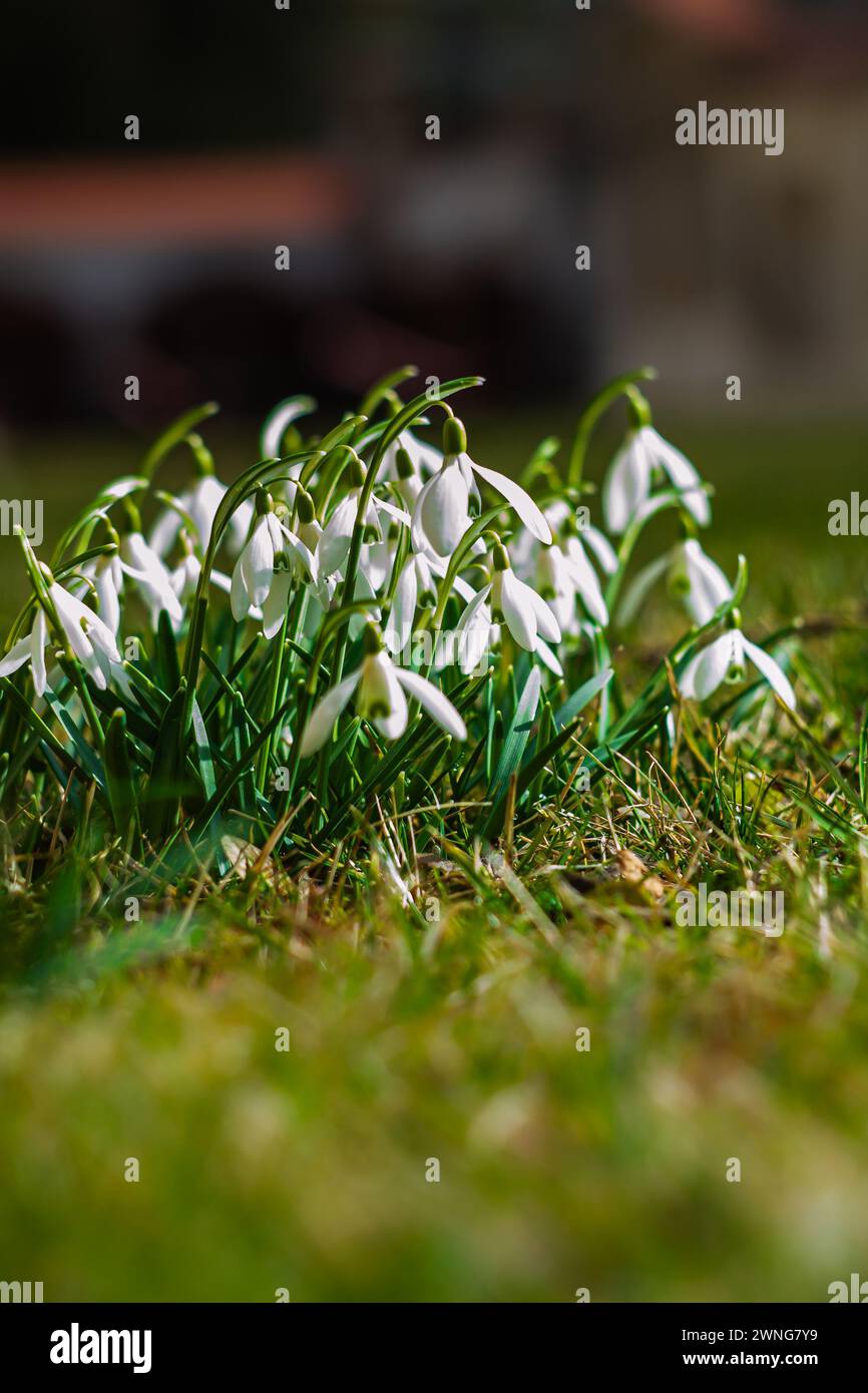 Large bush of white snowdrops among green grass Stock Photo - Alamy