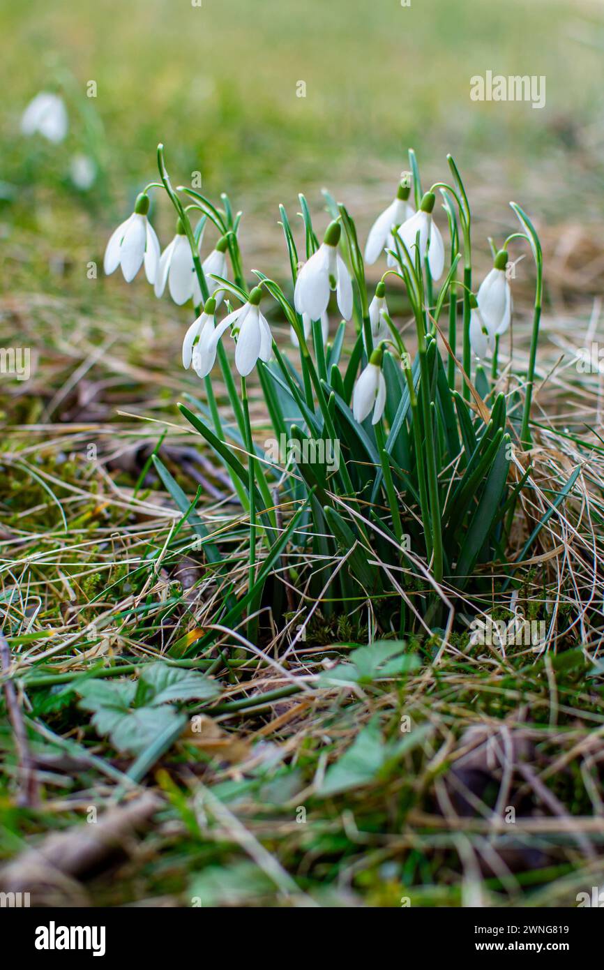 Large bush of white snowdrops among green grass Stock Photo - Alamy
