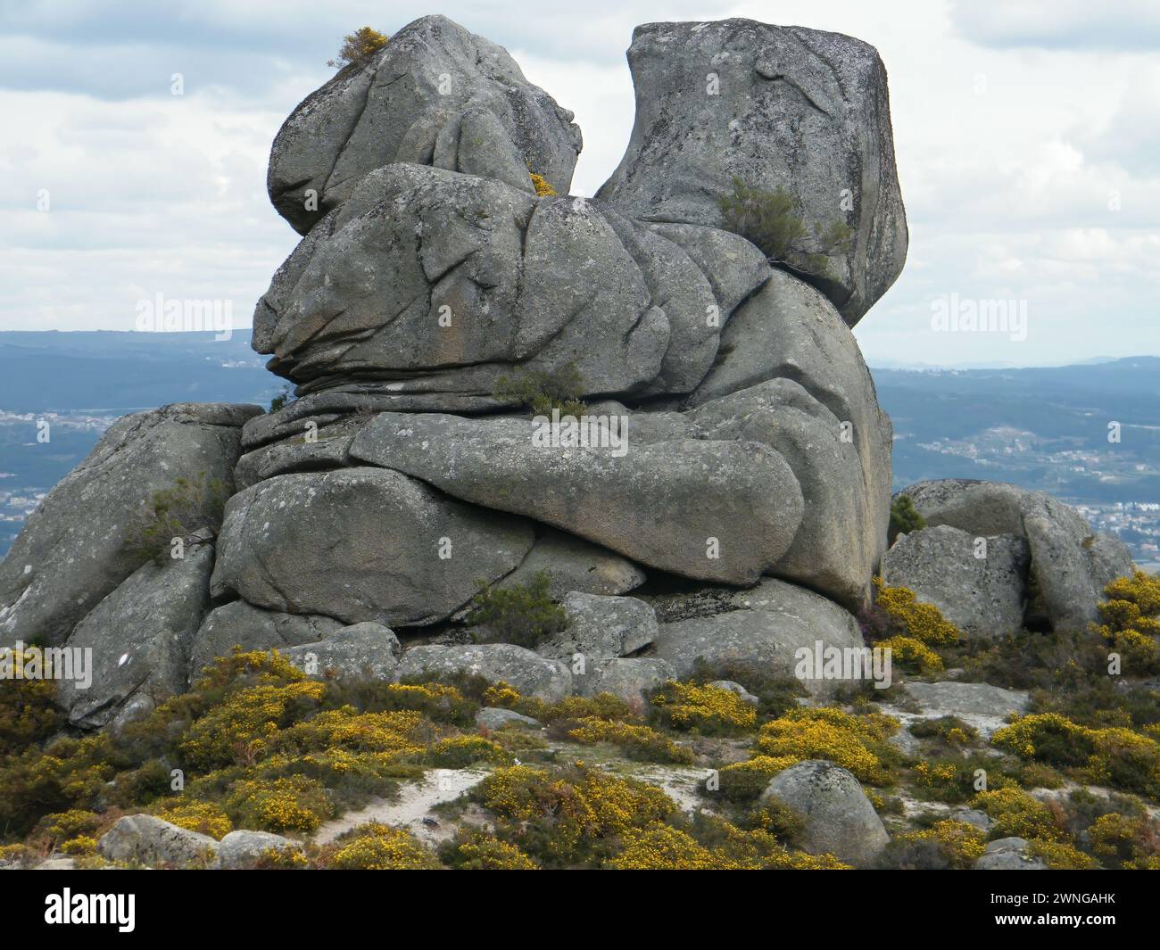 Arbustos arbustos hi-res stock photography and images - Alamy