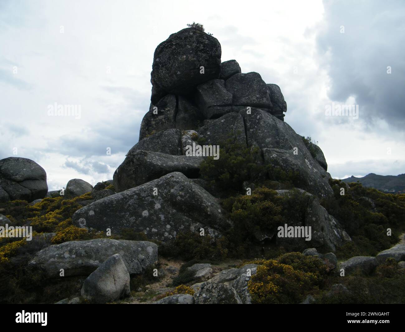 Planta de arbustos hi-res stock photography and images - Alamy