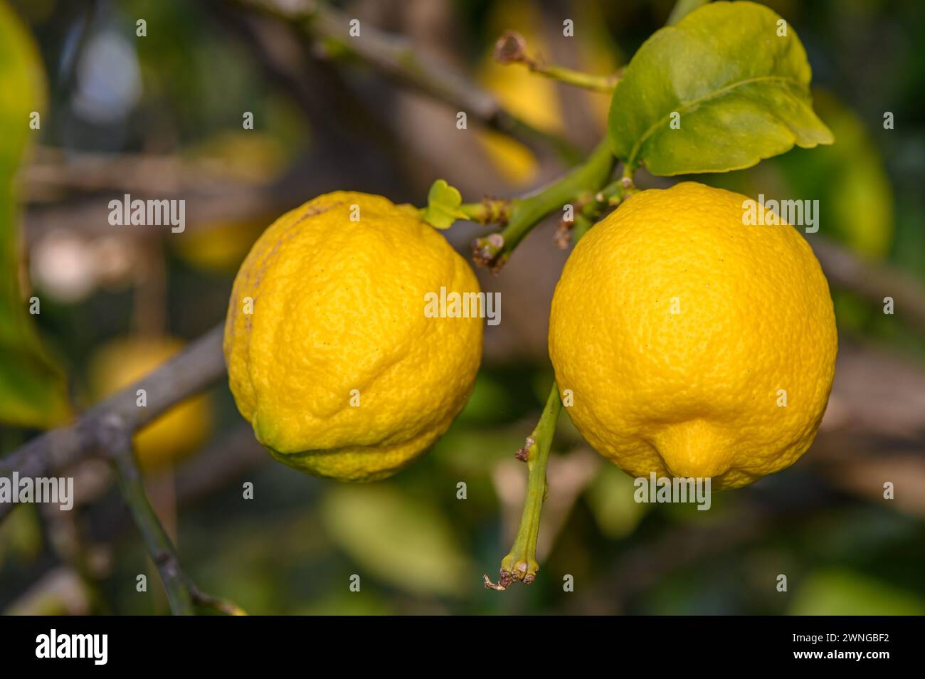 Bunch of Lemon fruit over green natural garden Blur background, Lemon ...