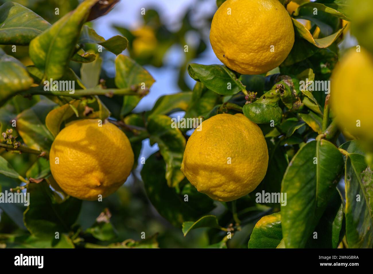 Bunch of Lemon fruit over green natural garden Blur background, Lemon ...