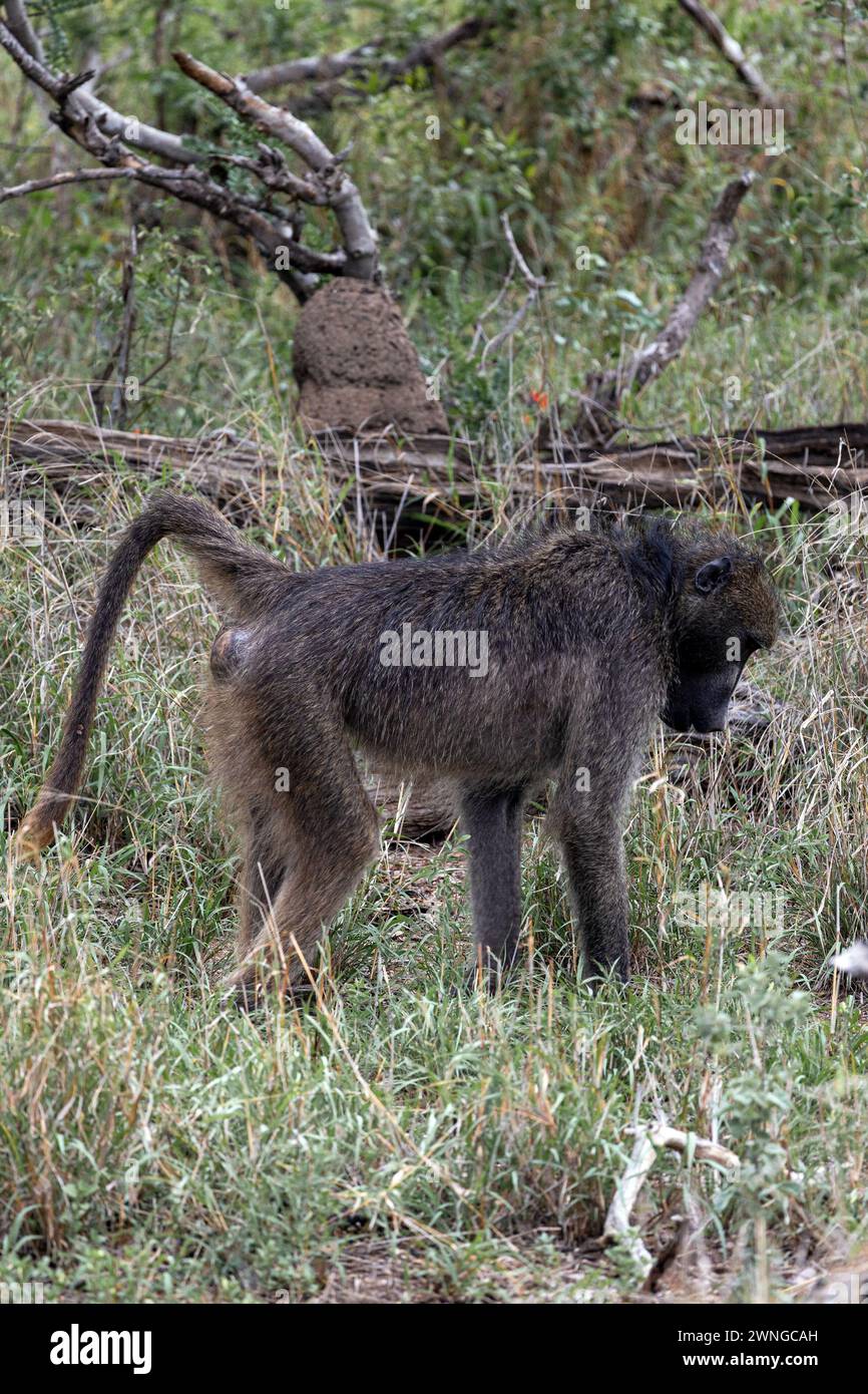 Chacma baboon in Kruger National Park, South Africa. Safari in savannah ...