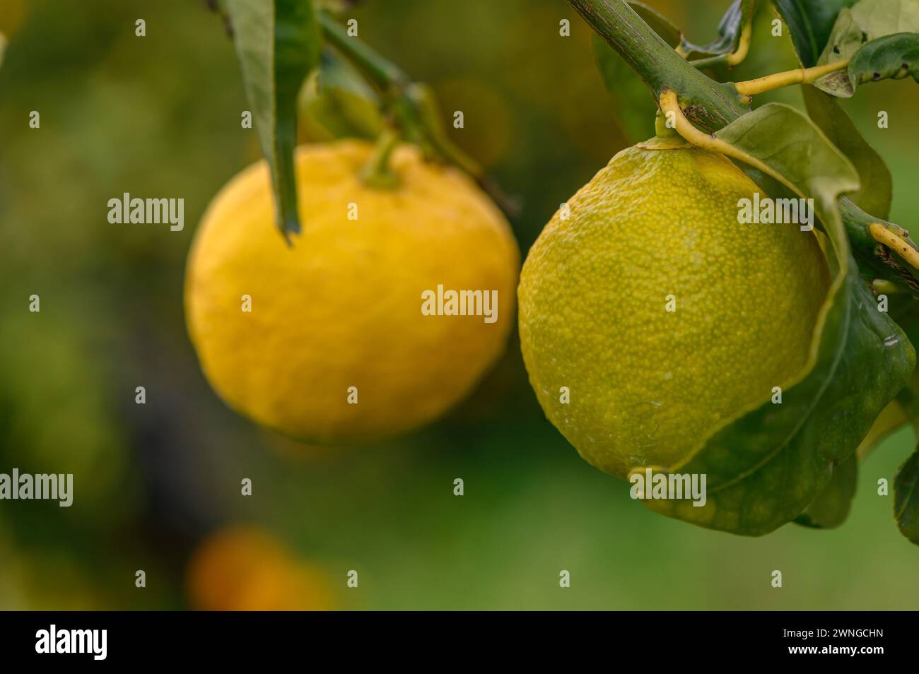 Bunch of Lemon fruit over green natural garden Blur background, Lemon ...
