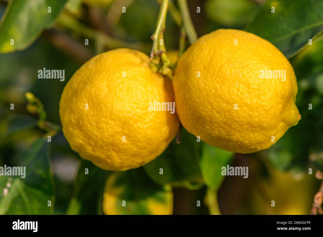 Bunch of Lemon fruit over green natural garden Blur background, Lemon ...