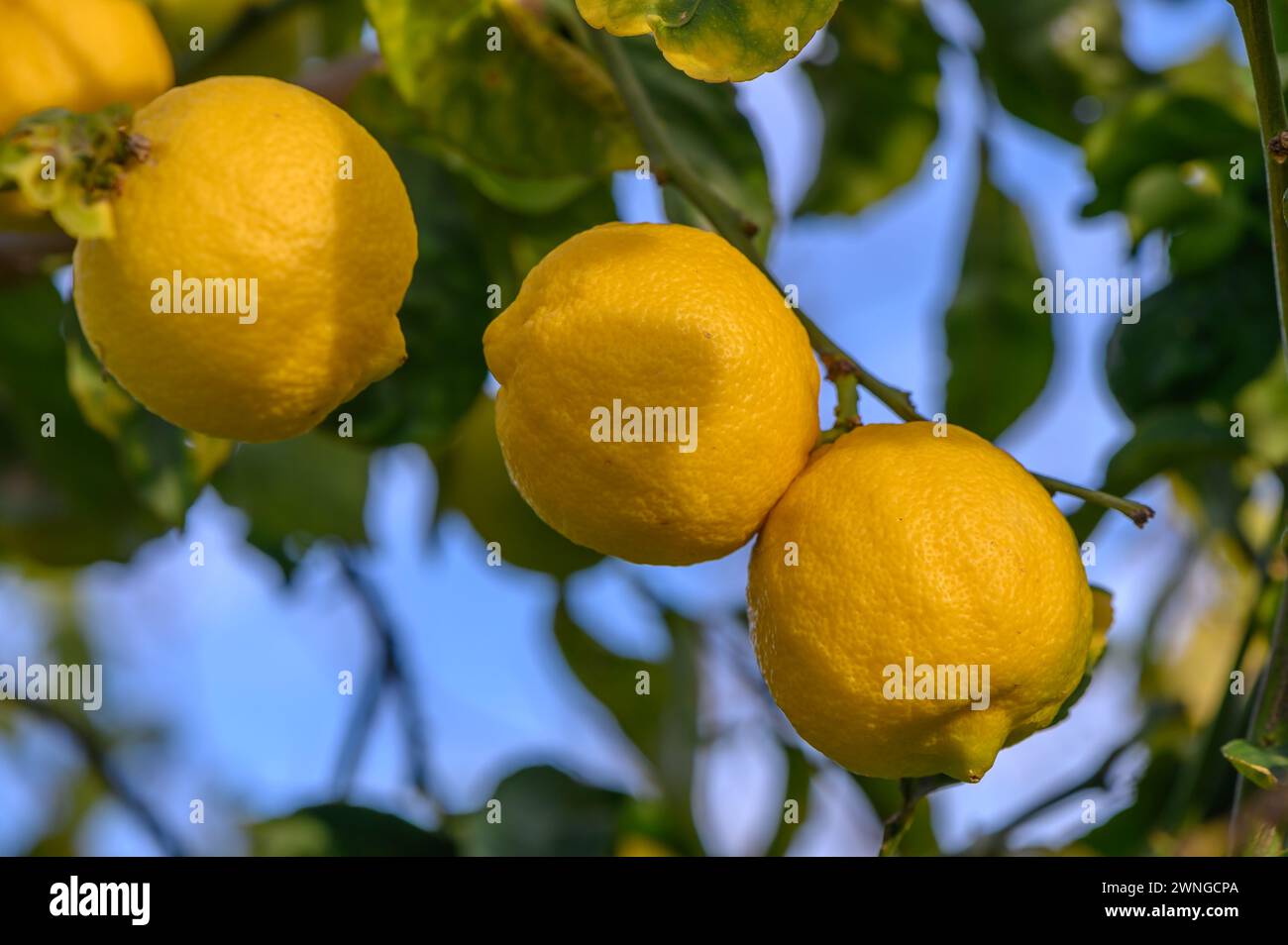 Bunch of Lemon fruit over green natural garden Blur background, Lemon ...