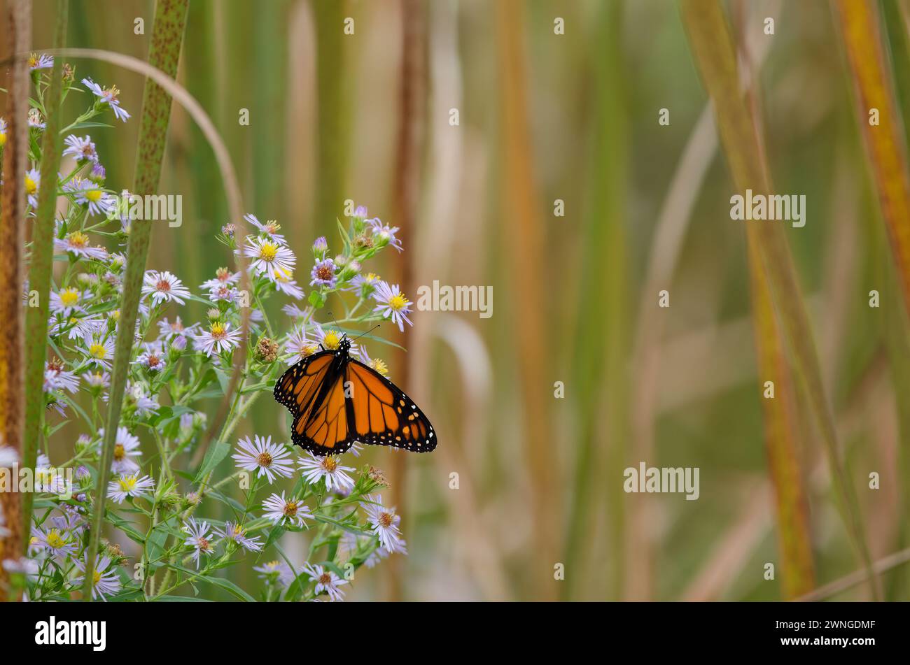 Monarch (Danaus plexippus) butterfly Stock Photo - Alamy