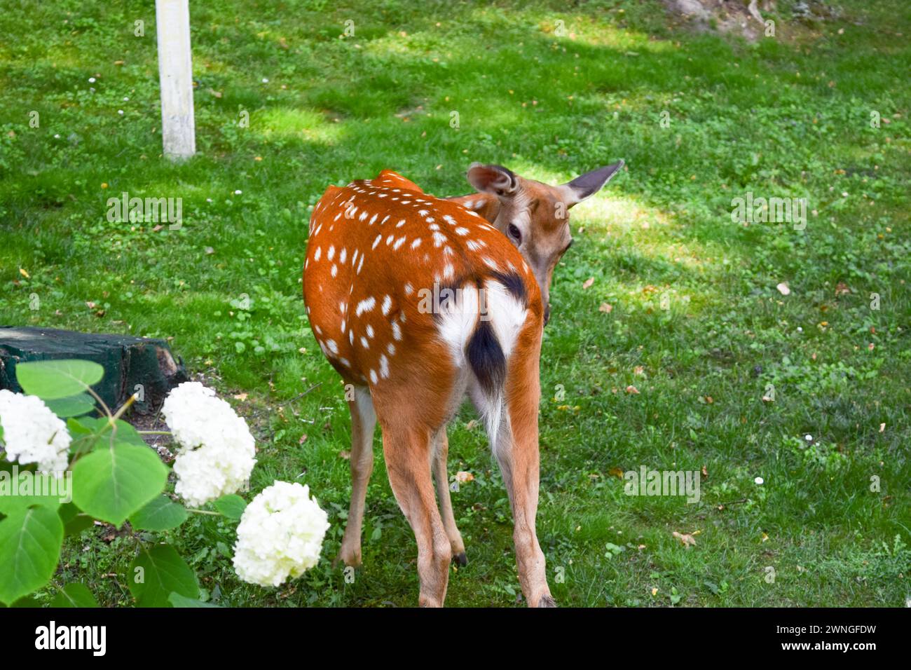 Young indian female spotted hi-res stock photography and images - Alamy