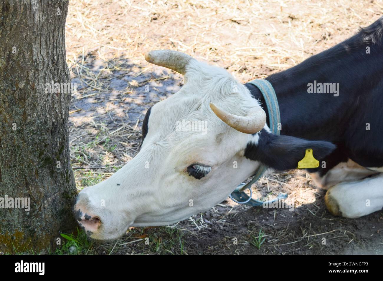 Domestic cattle holstein cow laying hi-res stock photography and images ...