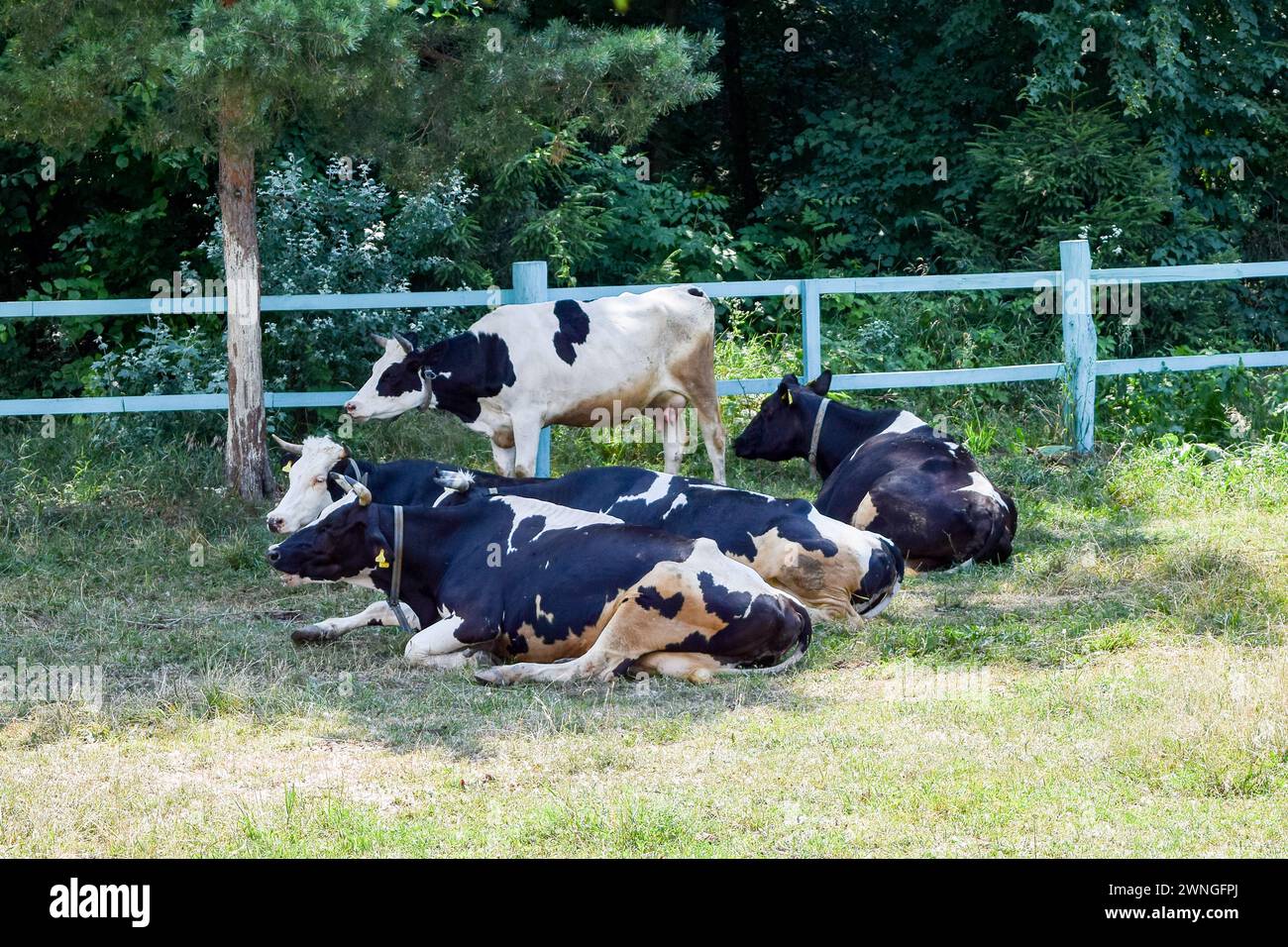 Holstein dairy cow resting on grass Stock Photo - Alamy