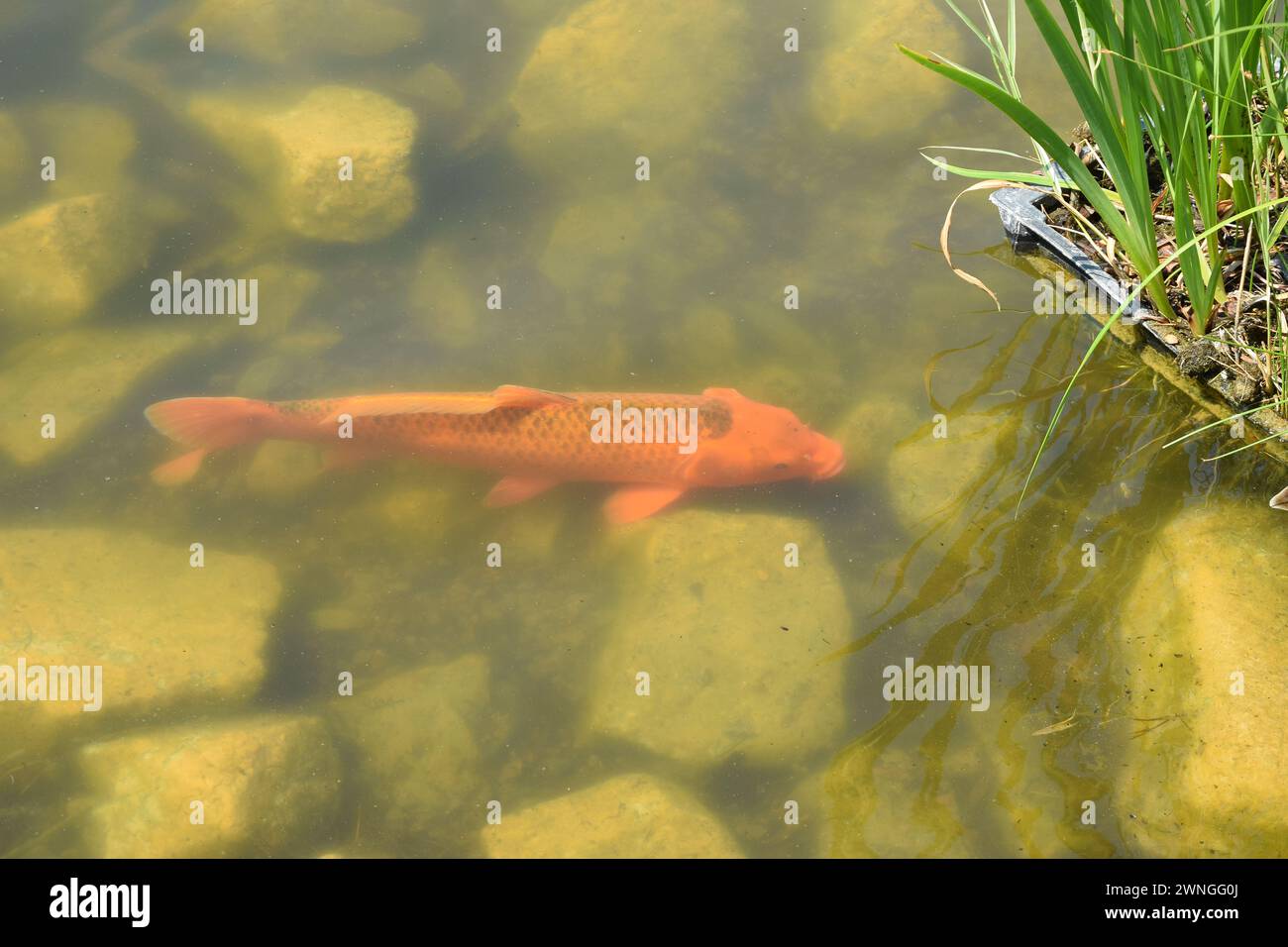 Koi Carps Fish Japanese swimming (Cyprinus carpio) beautiful color ...