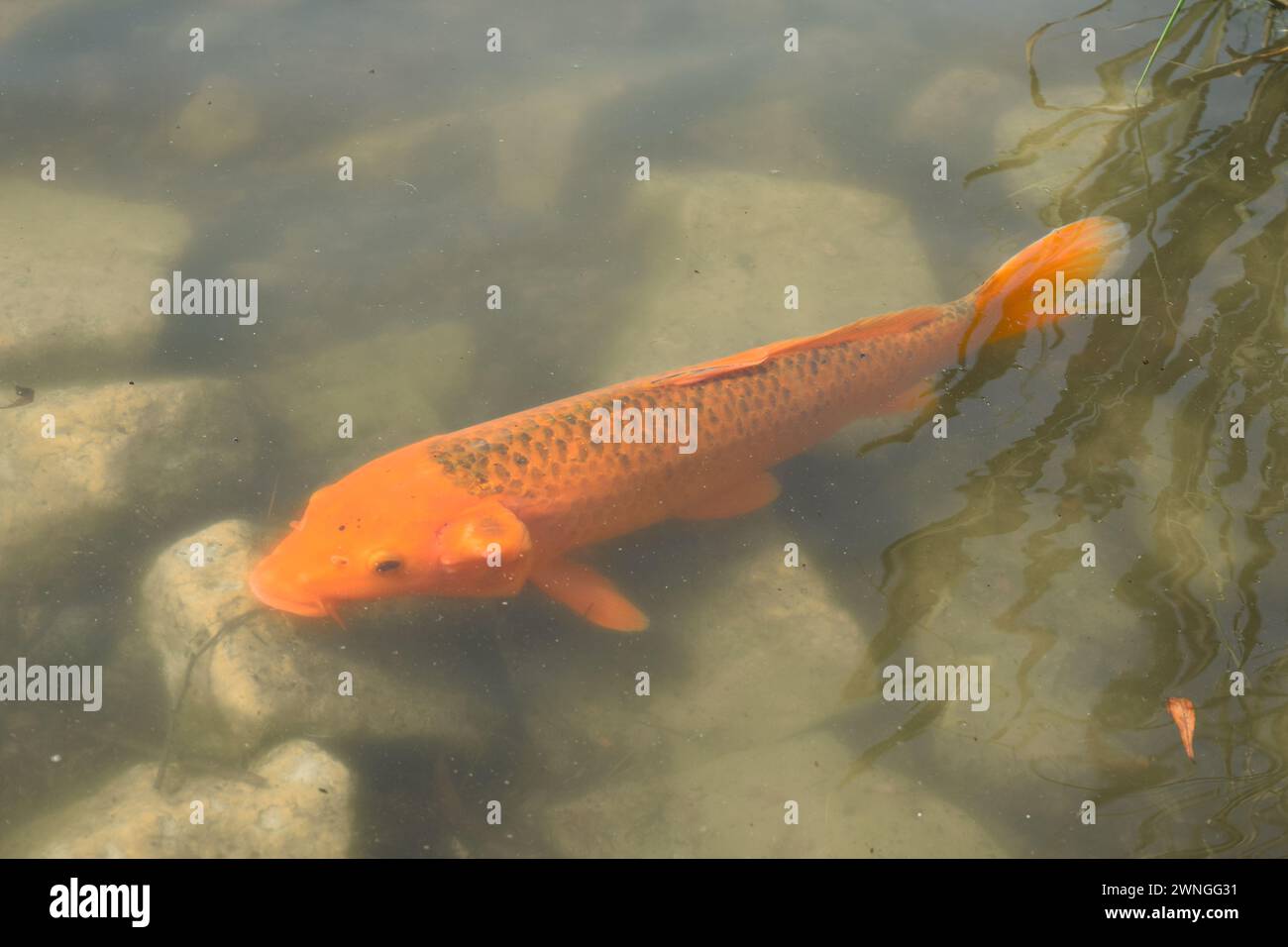Koi Carps Fish Japanese swimming (Cyprinus carpio) beautiful color ...