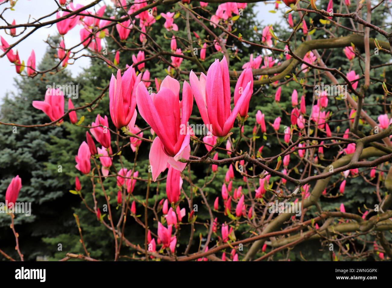 Beautiful magnolia tree blossoms in springtime. Jentle Chinese red ...