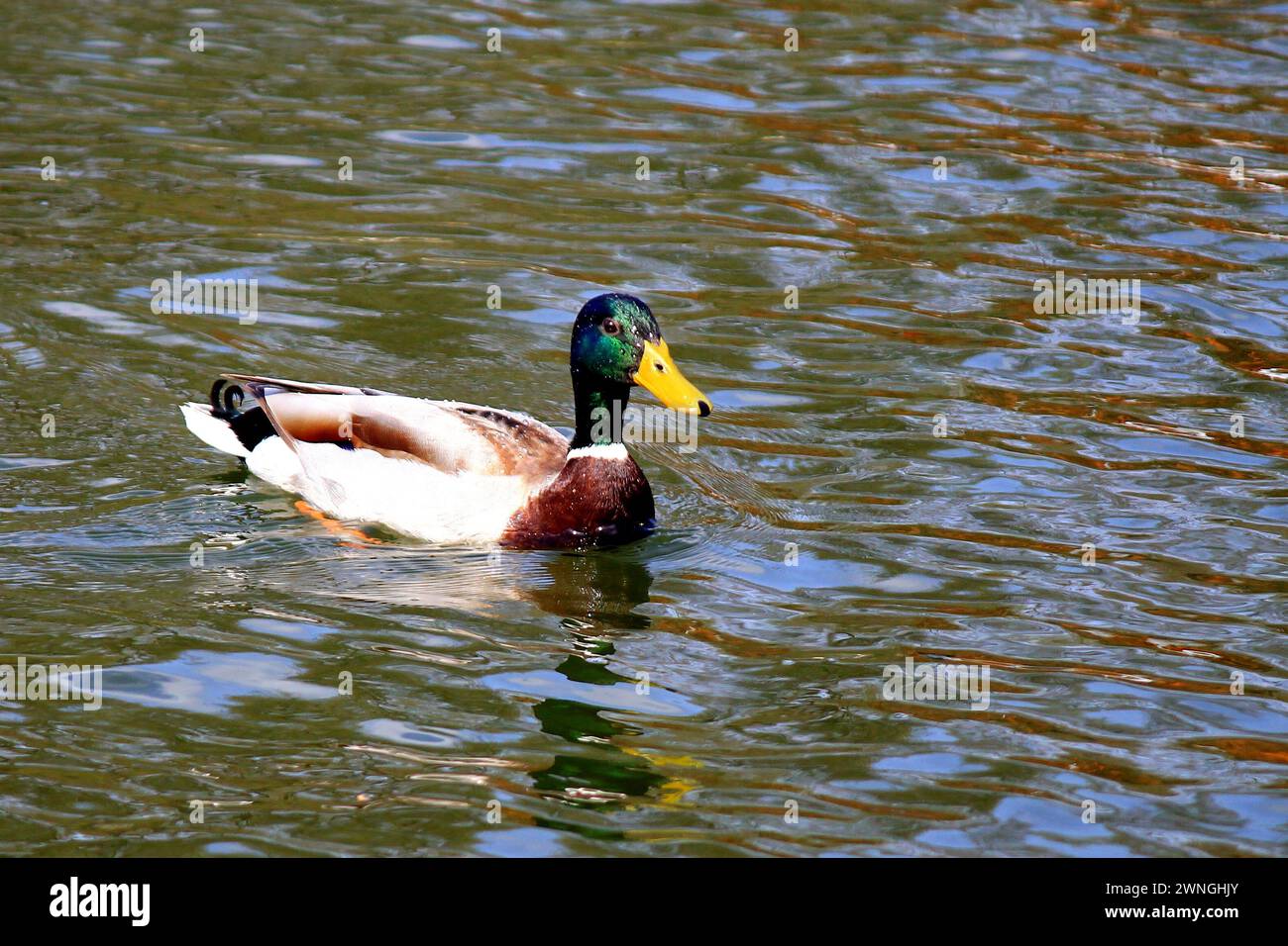 A large beautiful duck, drake swim in water lake. Duck meat, food. Bird ...