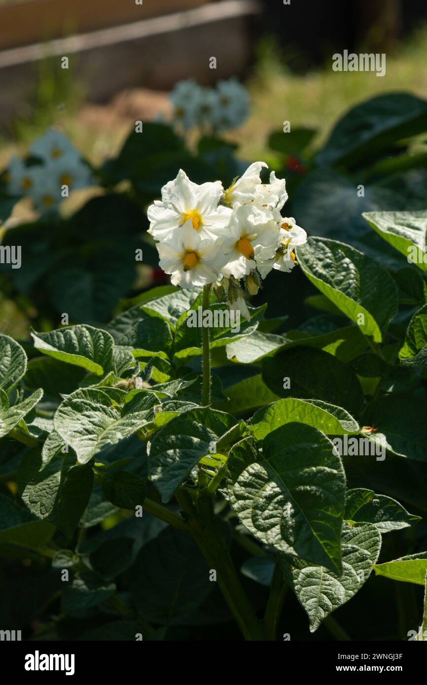 The white petals and yellow stamens of flowers of the British Queen ...