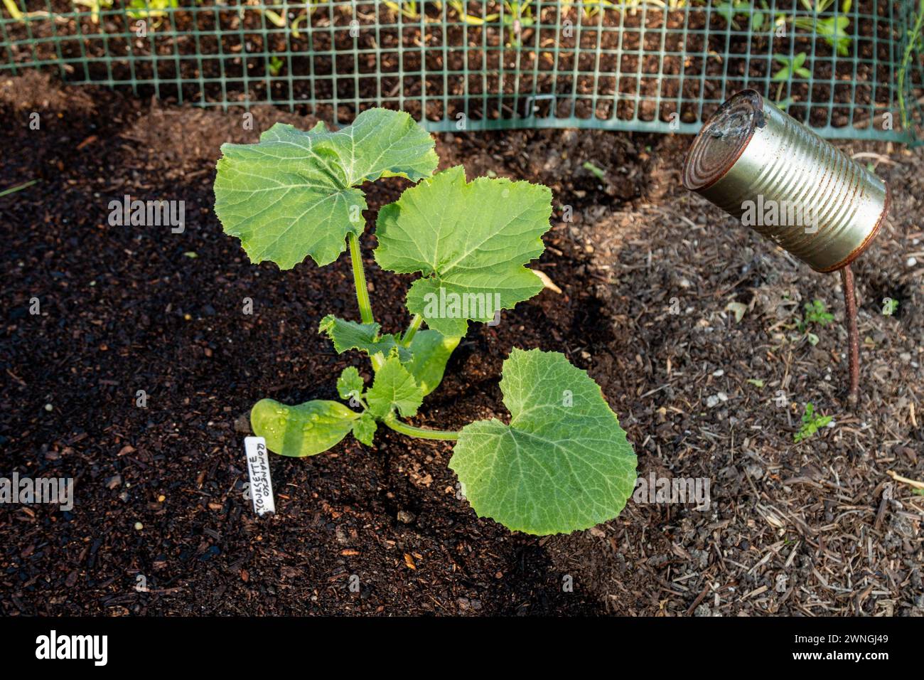A young courgette(Cucurbita pepo) plant grows in an allotment in summer ...