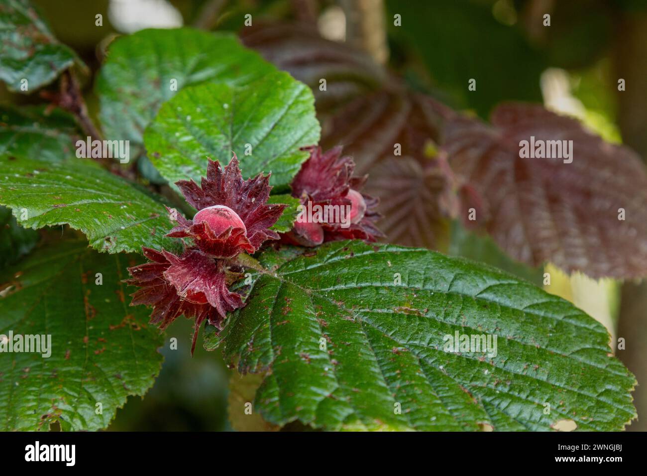 Cobnut tree garden hi-res stock photography and images - Alamy