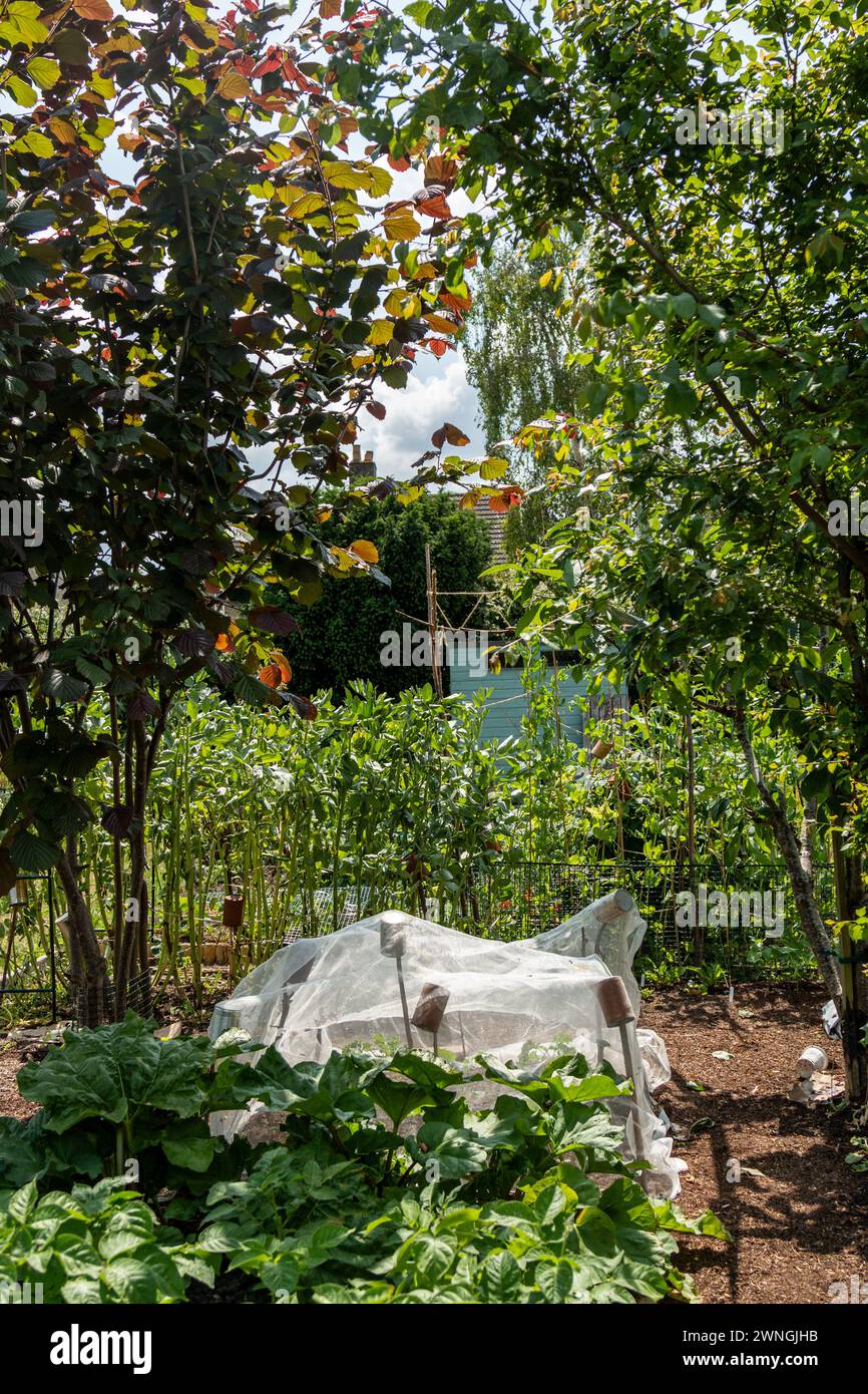 Uk allotment gardening hi-res stock photography and images - Alamy