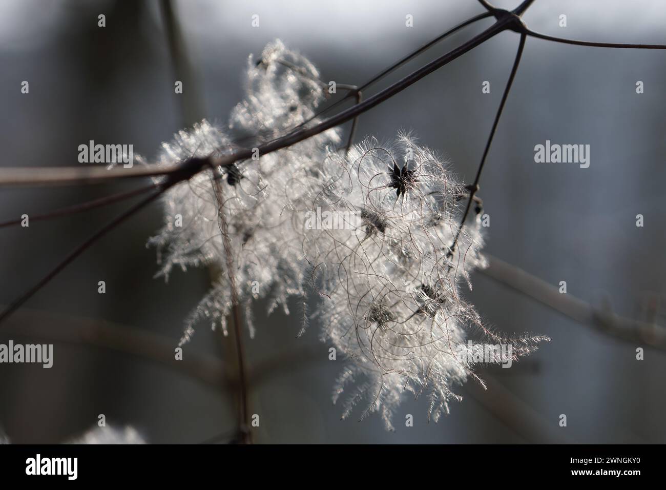 Beautiful spring plants in the german forest from the year 2024 Stock ...