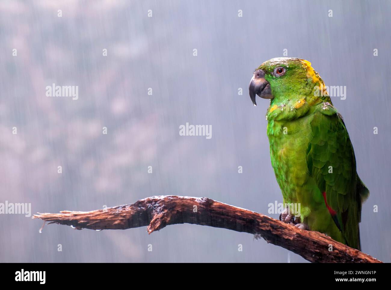 Tropical bird under rain hi-res stock photography and images - Alamy