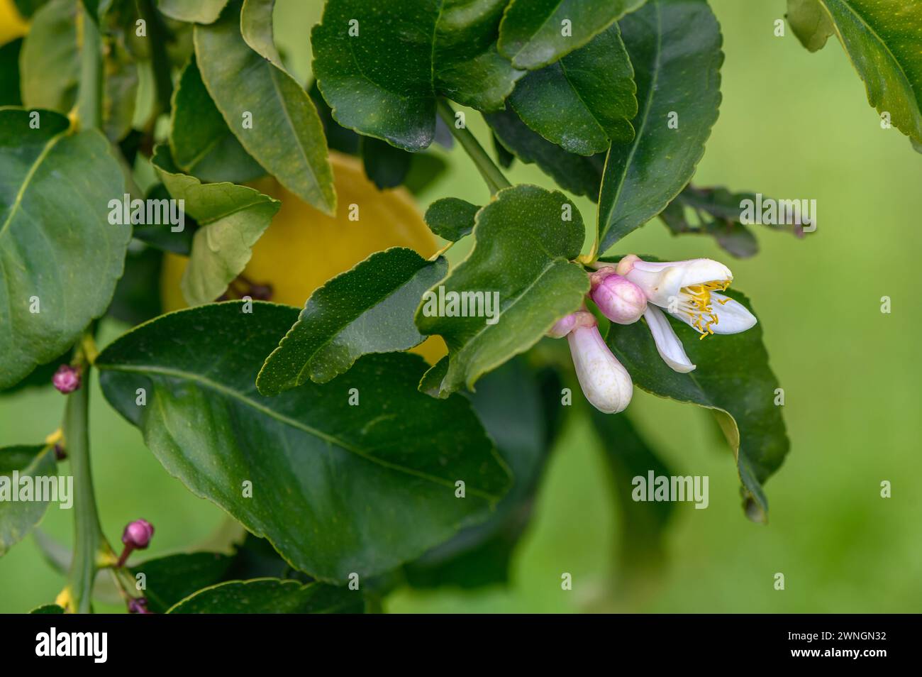 lemon; flowers, leaves and buds, Citrus limon, Rutaceae 2 Stock Photo ...