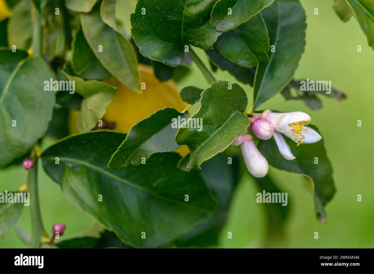 lemon; flowers, leaves and buds, Citrus limon, Rutaceae Stock Photo - Alamy