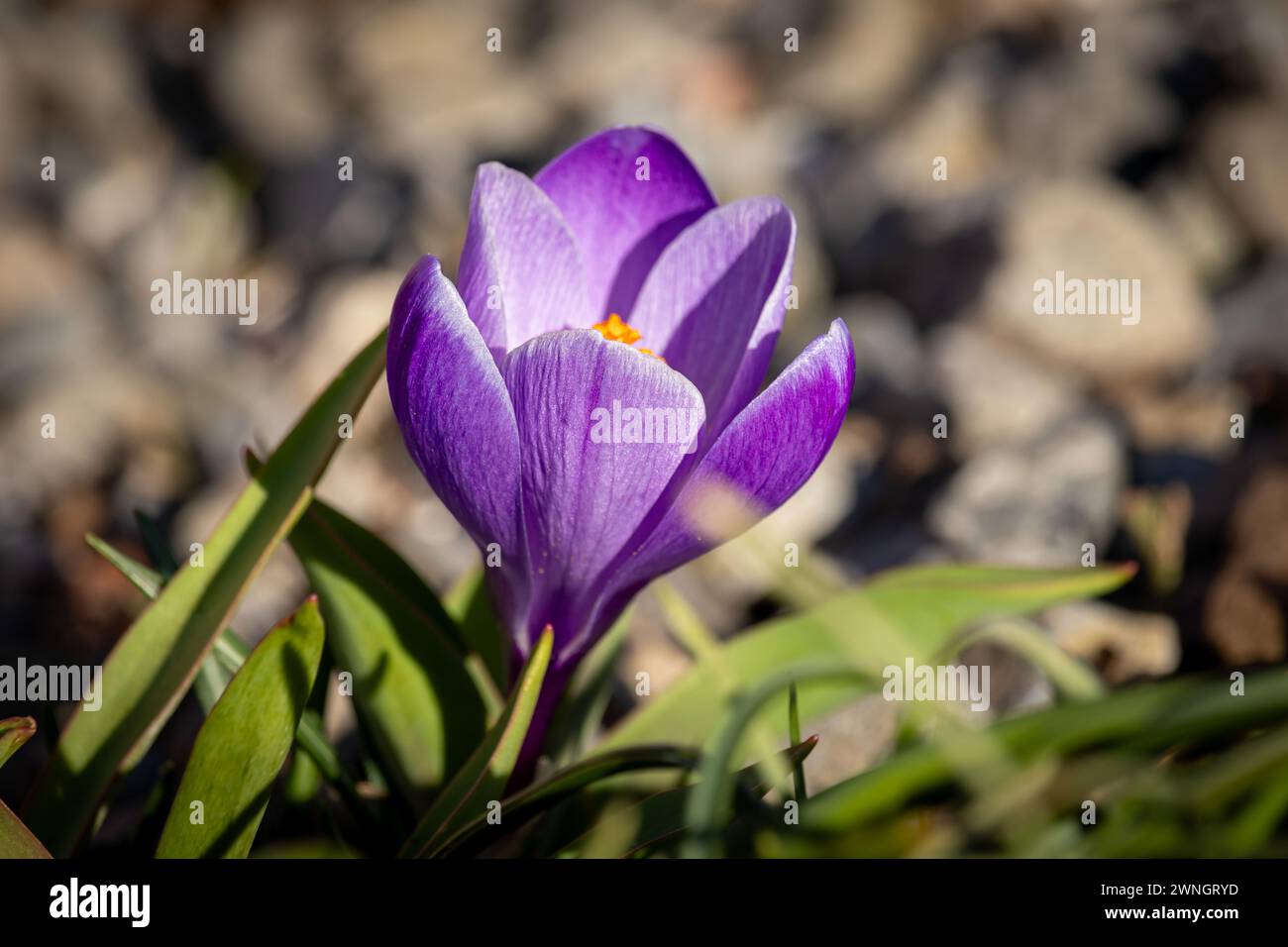 Beautiful spring crocuses on a sunny March day on a blurry background ...