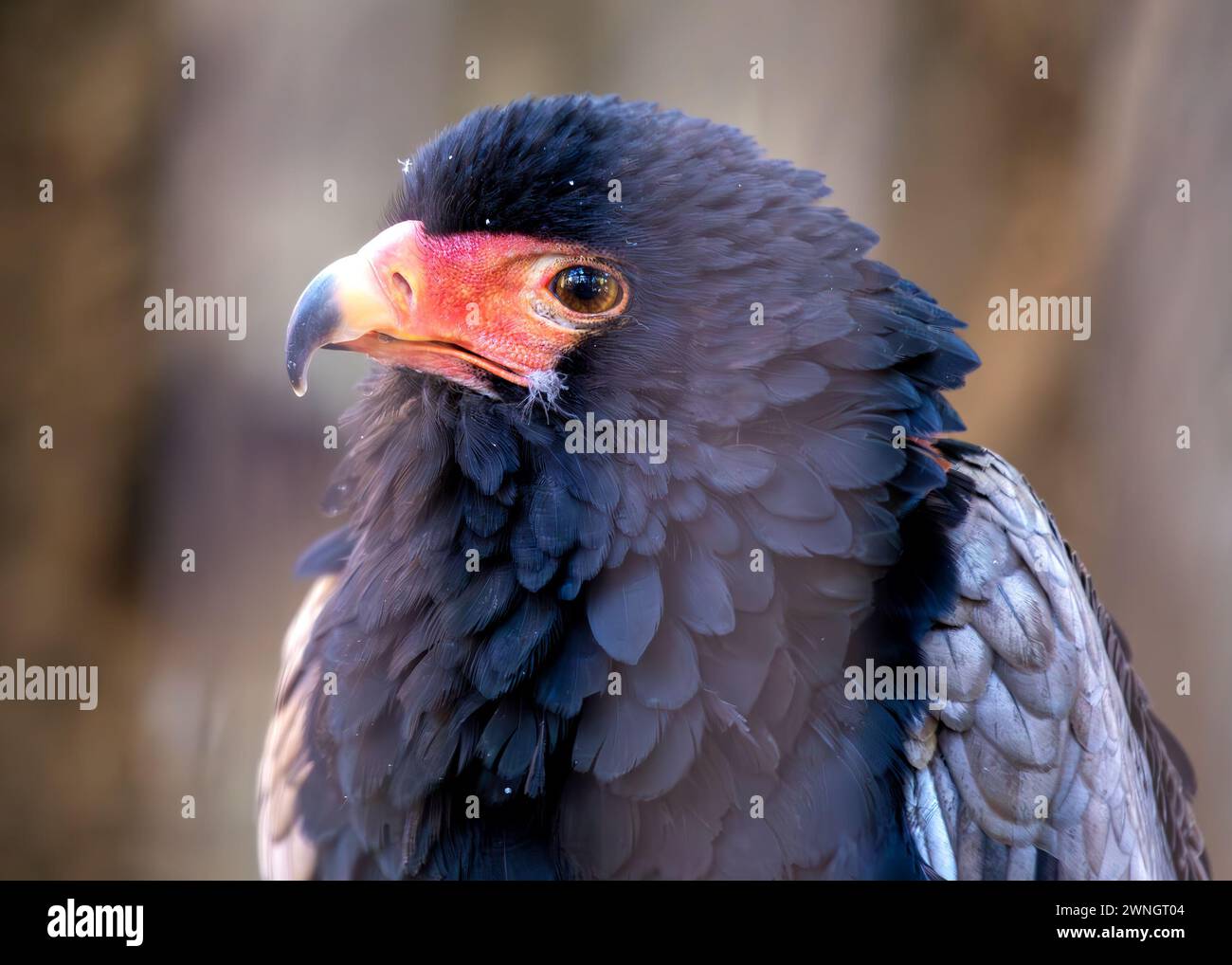 Bateleur Eagle (Terathopius ecaudatus) soars majestically over African ...