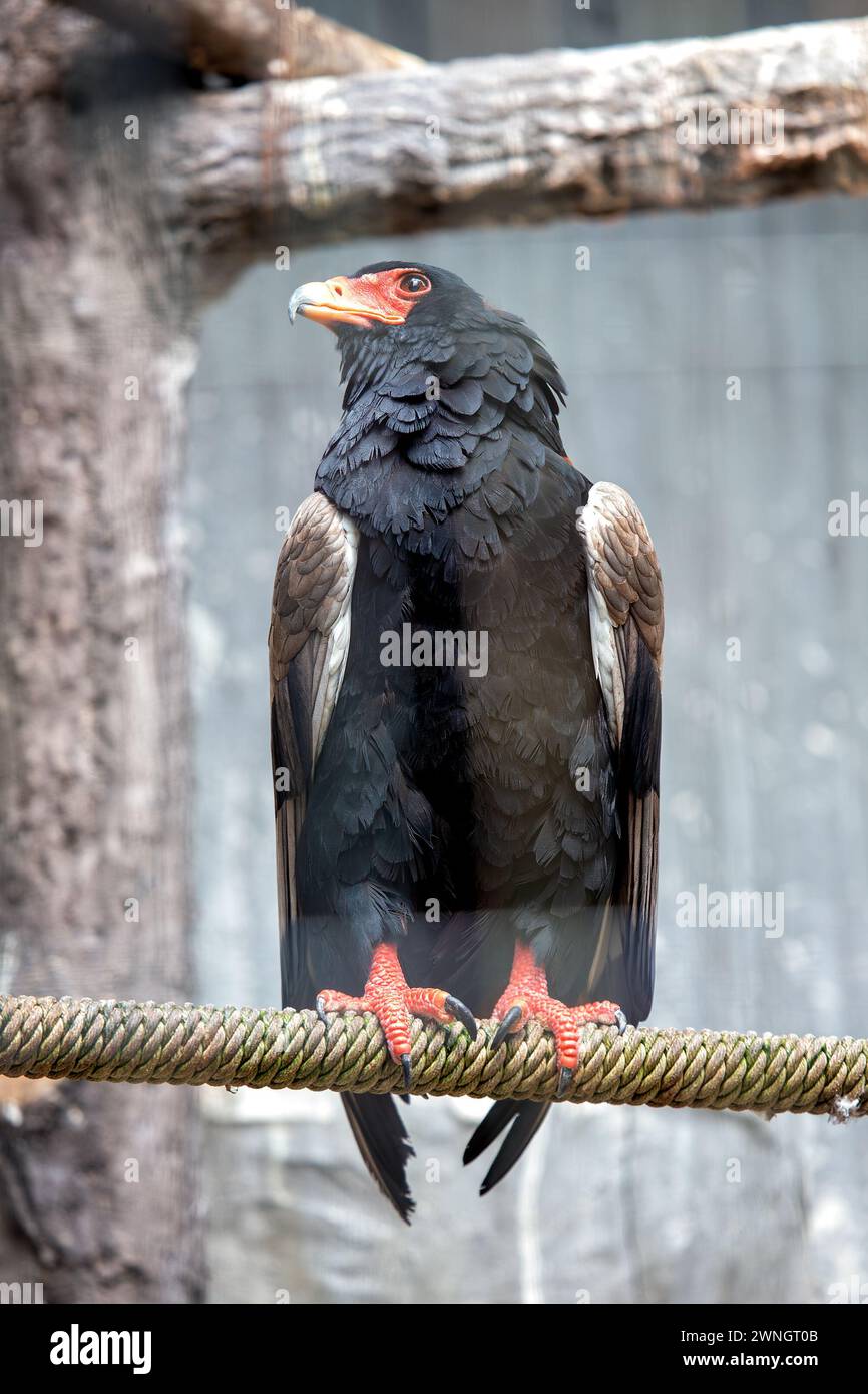 Bateleur Eagle (Terathopius ecaudatus) soars majestically over African ...
