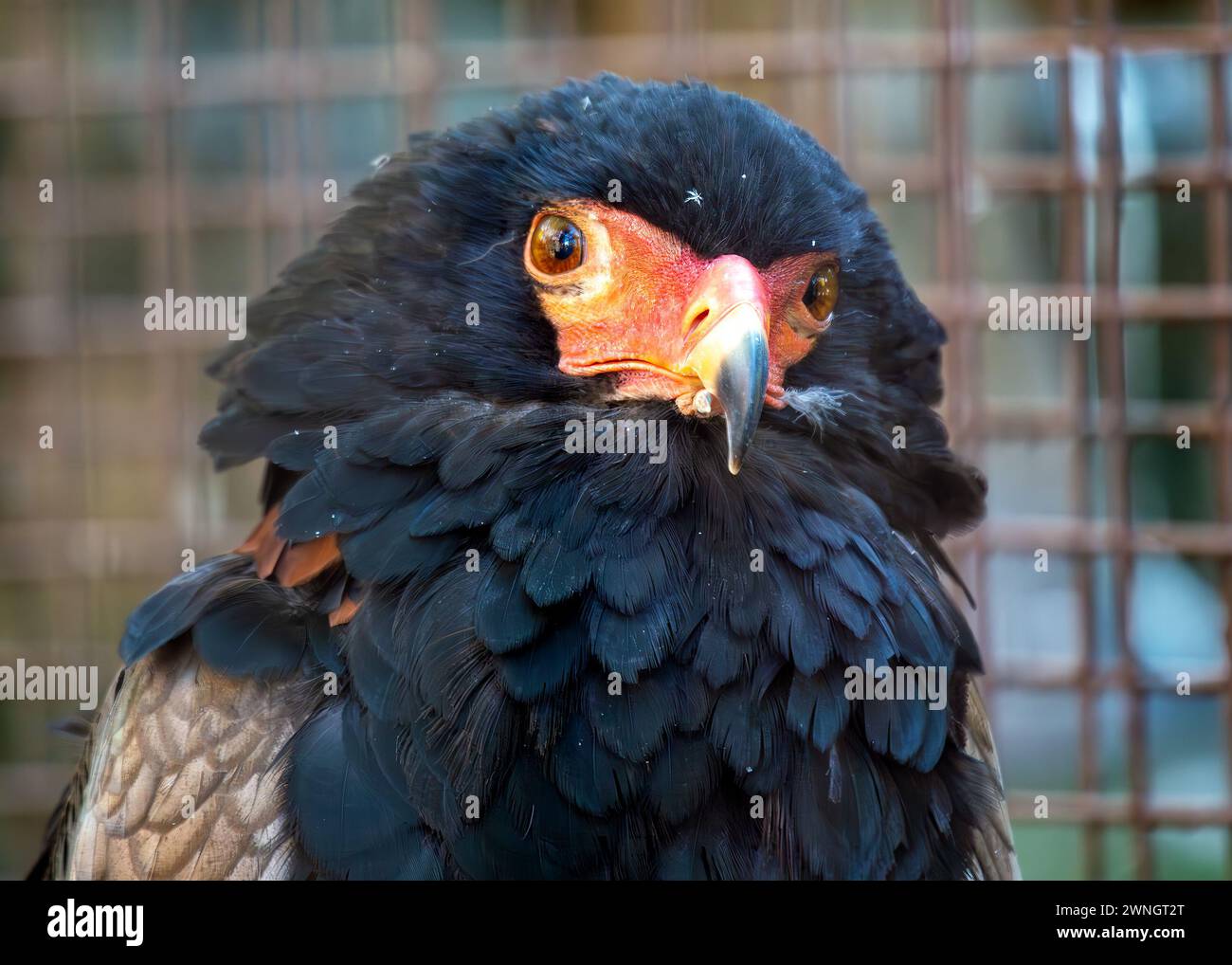 Bateleur Eagle (Terathopius ecaudatus) soars majestically over African ...
