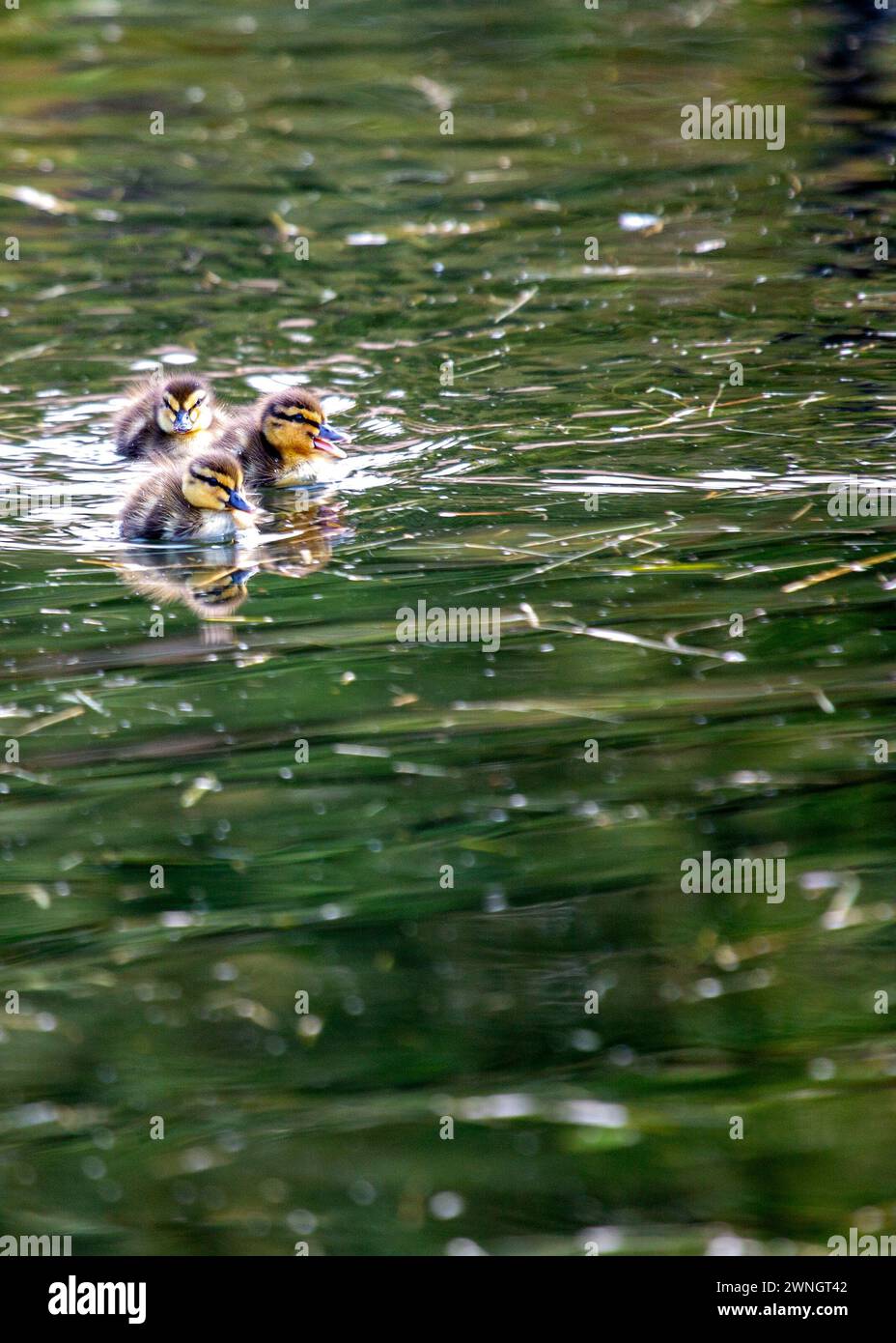 Baby Mallard Duck (Anas platyrhynchos) explores the waters of North ...