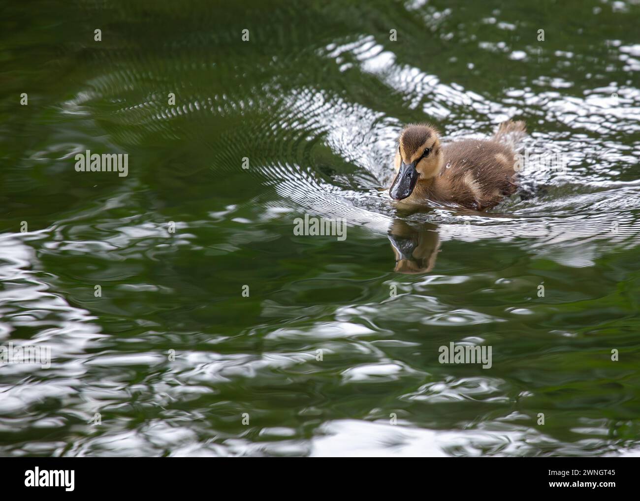 Baby Mallard Duck (Anas platyrhynchos) explores the waters of North ...