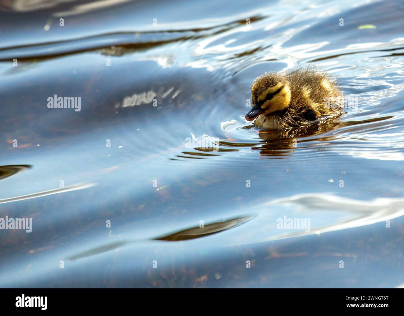 Baby Mallard Duck (Anas platyrhynchos) explores the waters of North ...