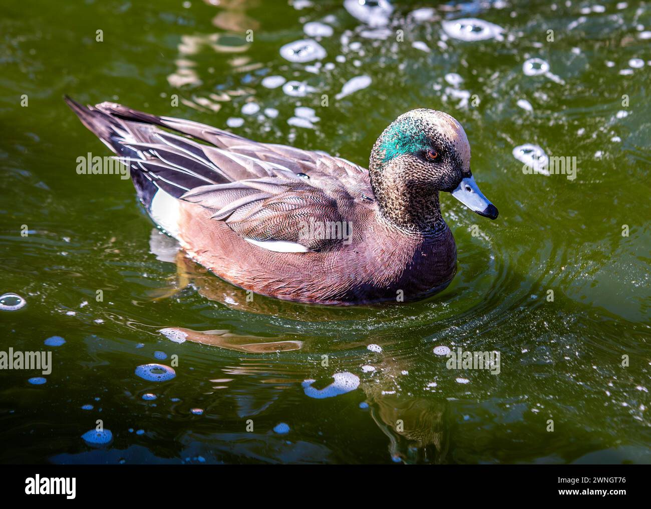 American Wigeon (Mareca americana) graces North American wetlands, its ...