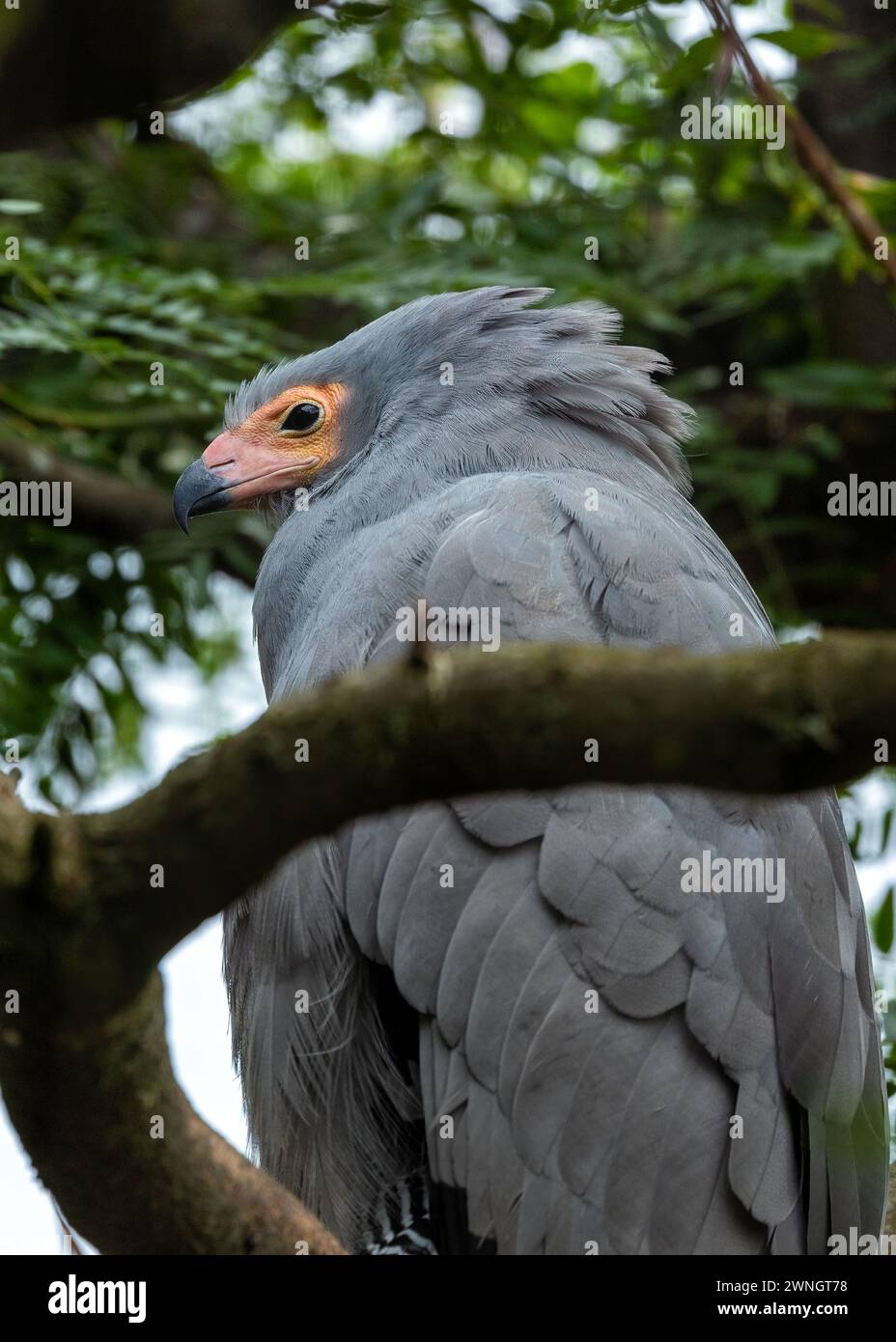 African Harrier-Hawk (Polyboroides typus) soars above the savannas of ...
