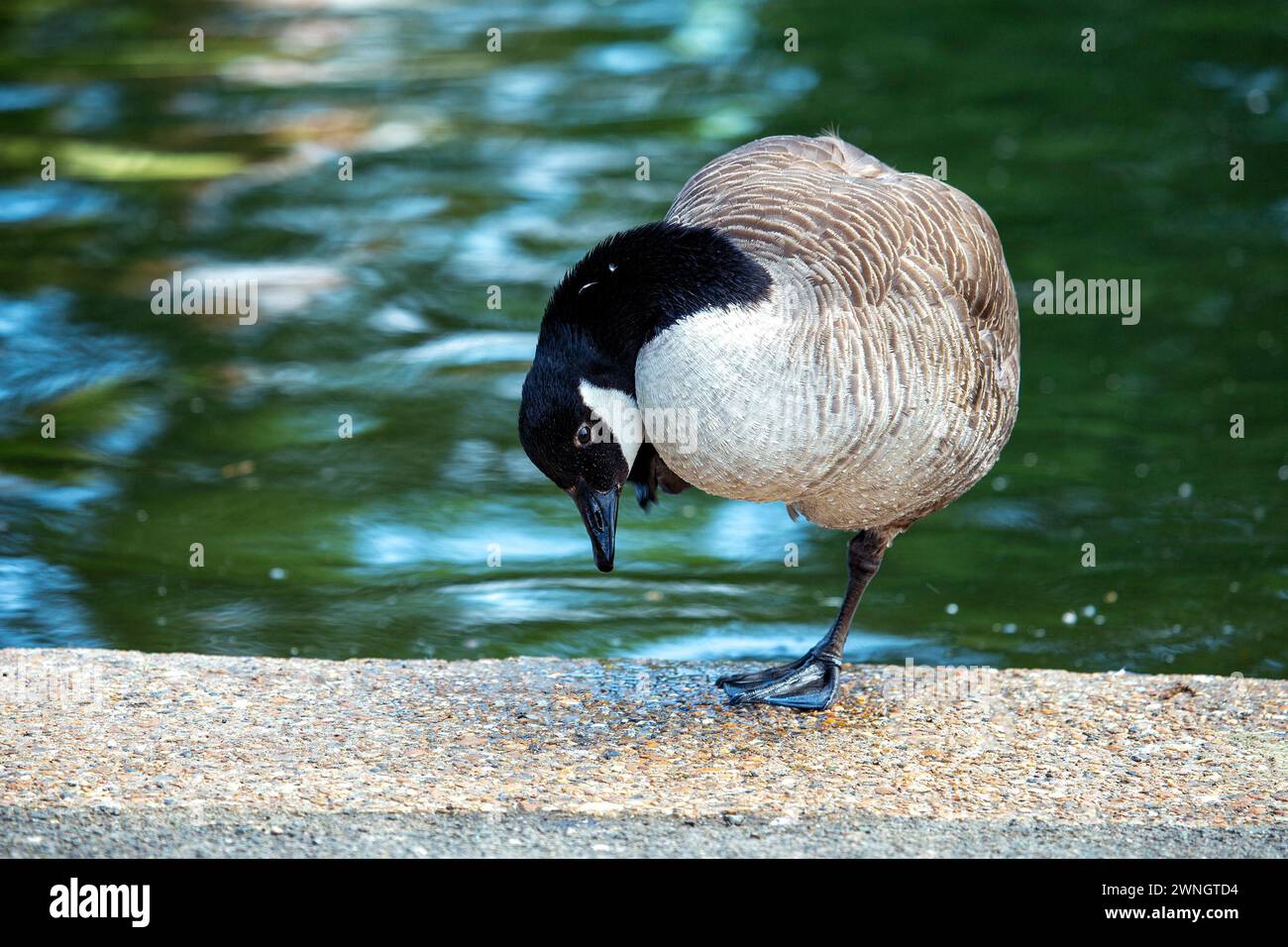 Canada Goose (Branta canadensis) graces North American lakes with its ...