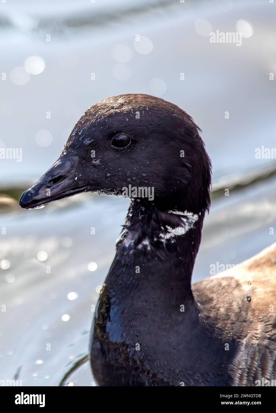Canada Goose (Branta canadensis) graces North American lakes with its ...
