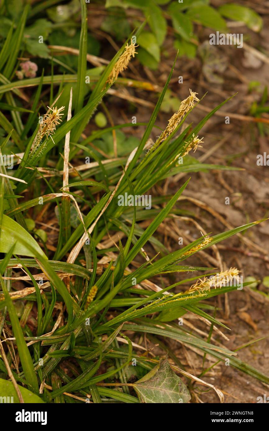 Carex sylvatica 'Wood Sedge' Stock Photo - Alamy