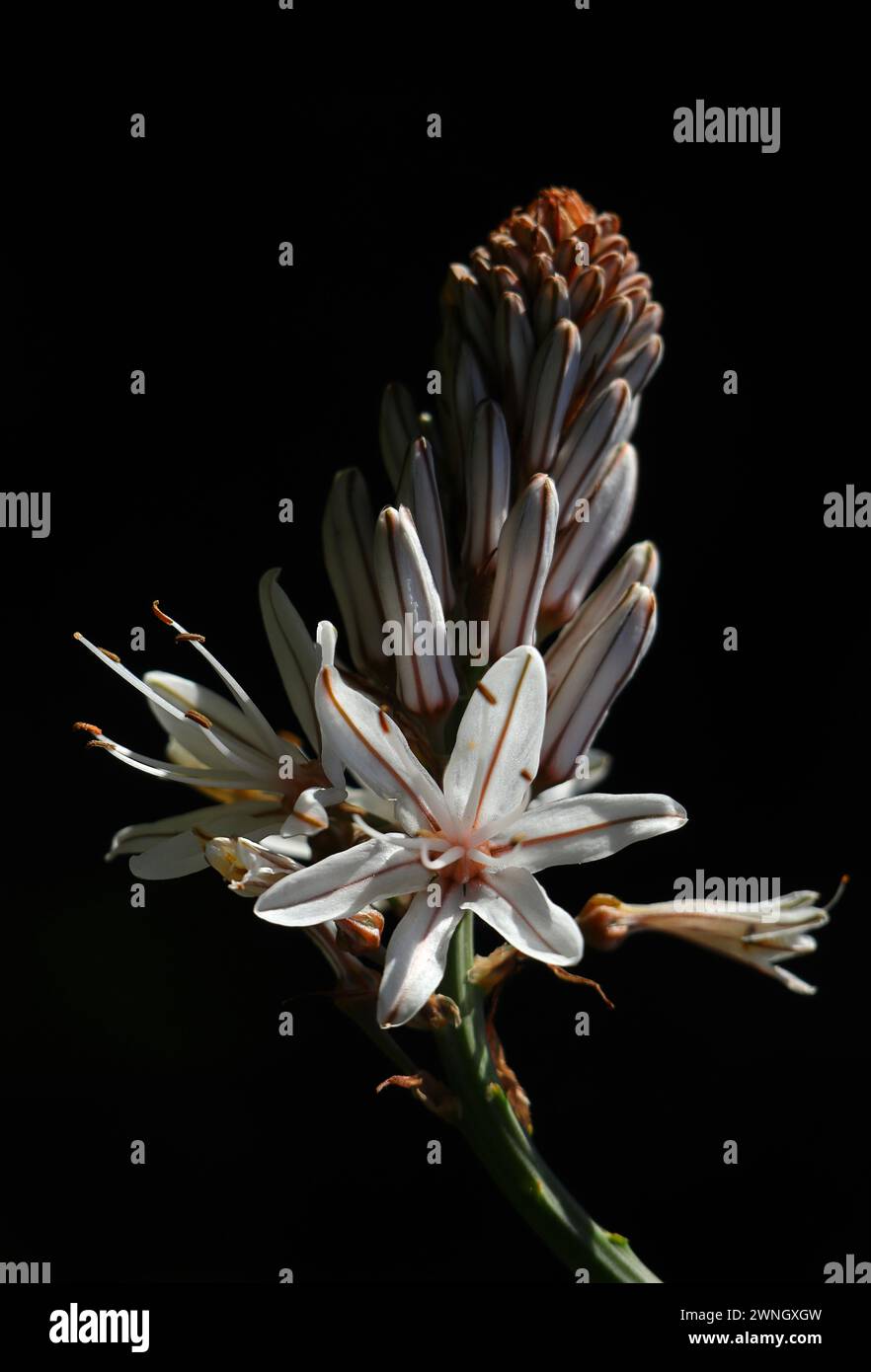 Portugal. Spring flowers. Asphodel in bloom. Asphodelus Aestivus or ...