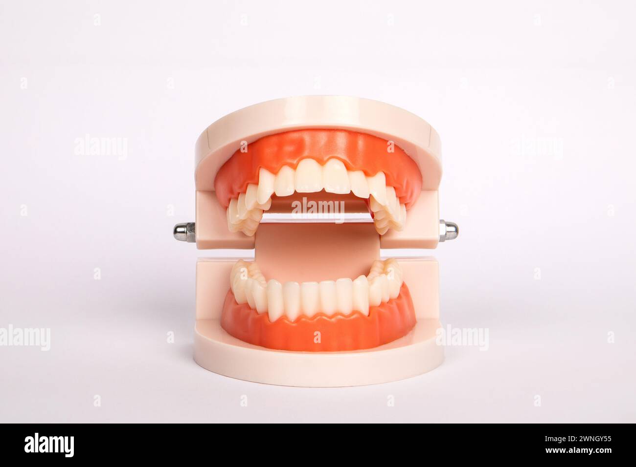 Teeth model on white background. Health and wellness Stock Photo - Alamy