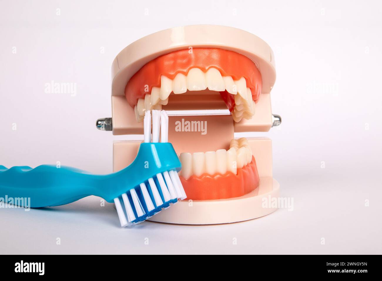 Toothbrush and teeth pattern on a white background. Tooth brushing and ...