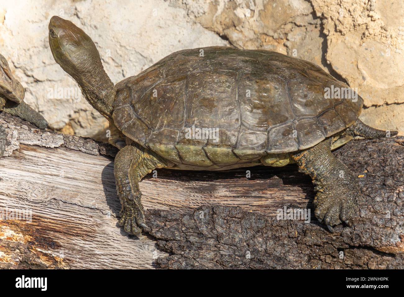 water turtle, close-up, in a pool Stock Photo - Alamy