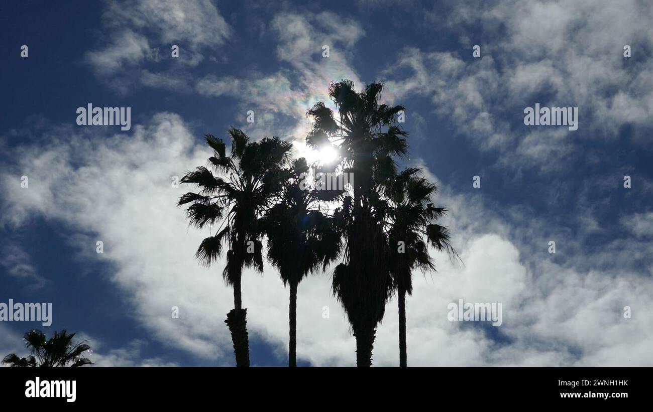 Los Angeles, California, USA 1st March 2024 Palm Trees and Clouds on ...
