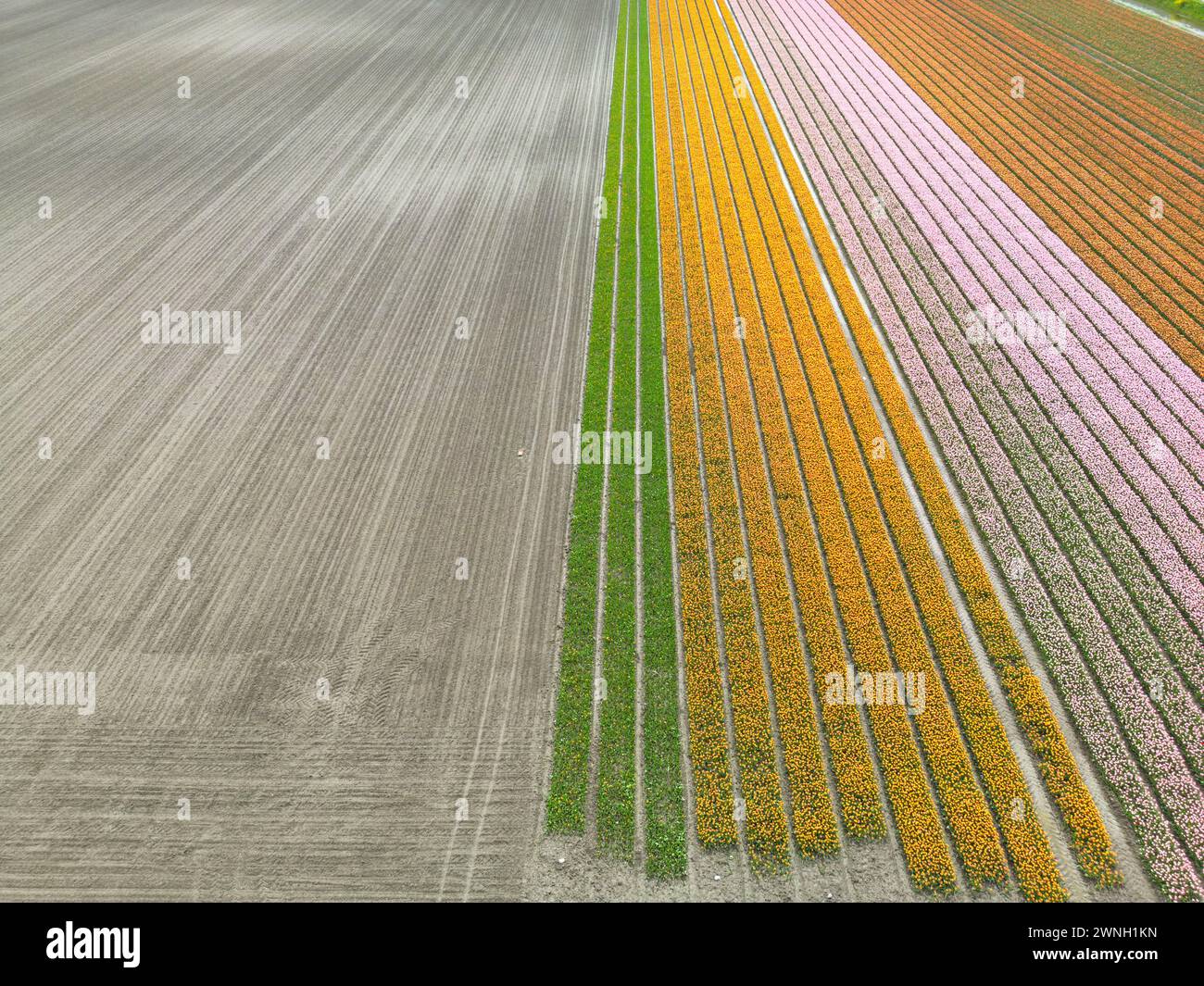 Aerial view of a tulip fields near Vogelenzang, The Netherlands Stock ...