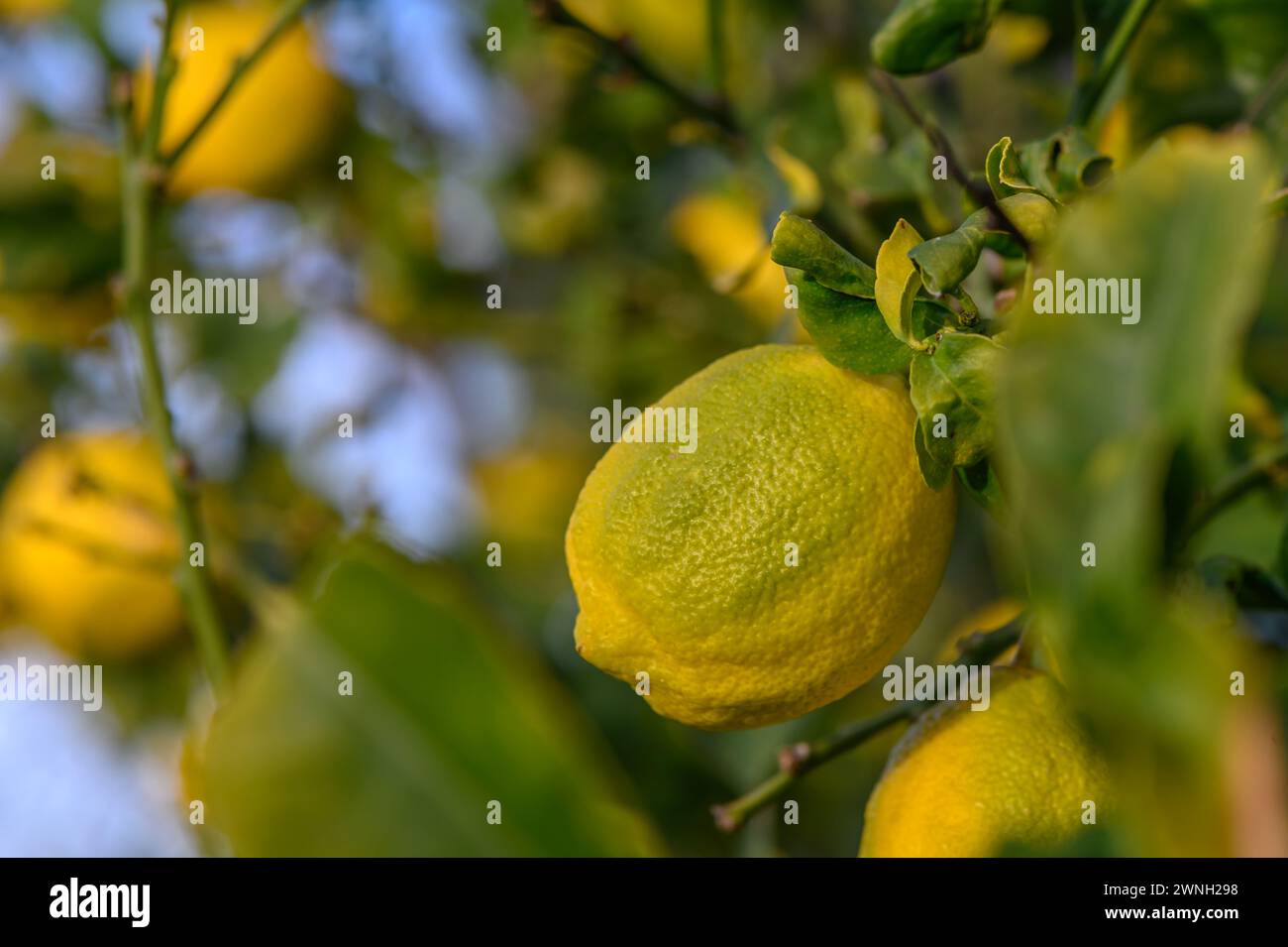 Yellow citrus lemon fruits and green leaves in the garden. Citrus lemon ...