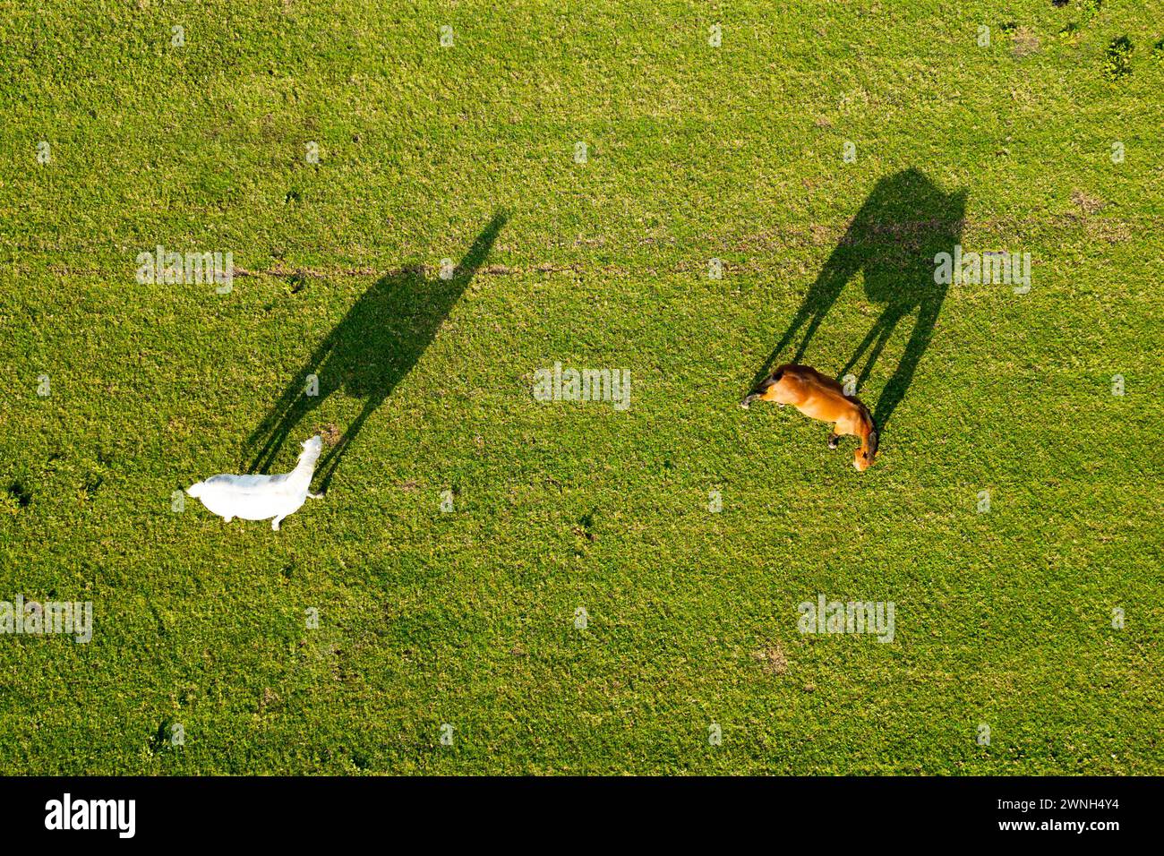 Aerial top view horses hi-res stock photography and images - Alamy